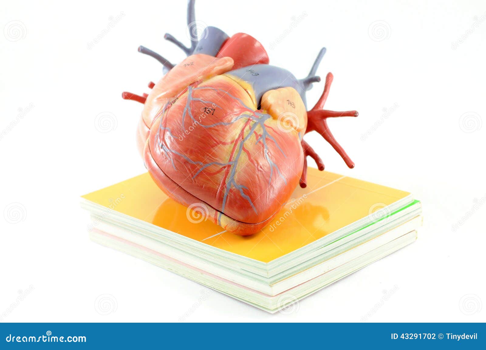 Heart stock photo. Image of blood, body, artery, cardiology - 43291702