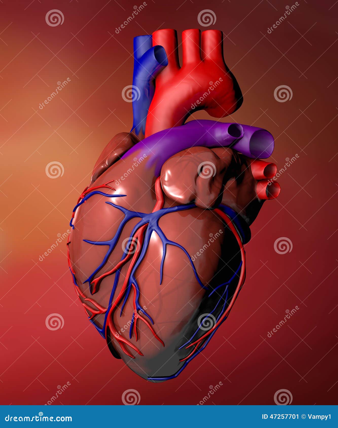 Heart anatomy stock illustration. Illustration of clinic - 47257701