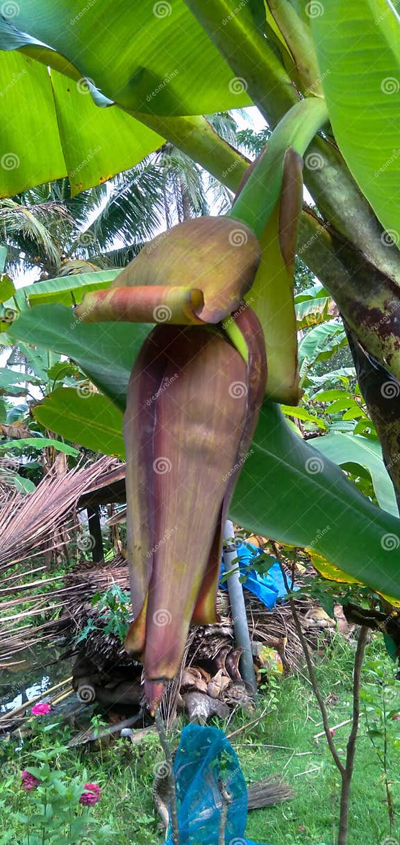 Heart of banana tree stock photo. Image of green, indonesia - 242544328