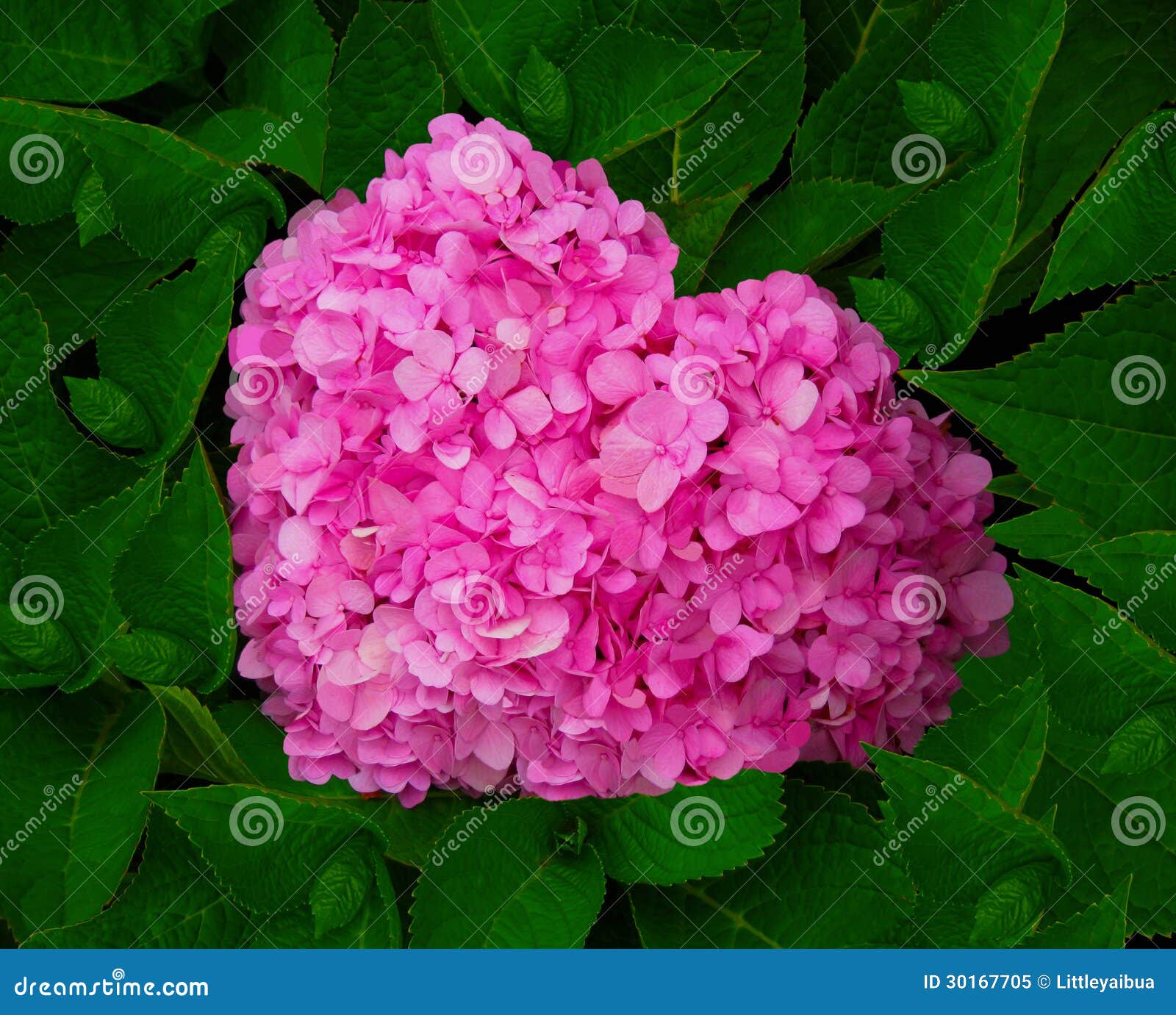 Heart Beautiful Pink Flower. Stock Image - Image of arrangement, decor ...