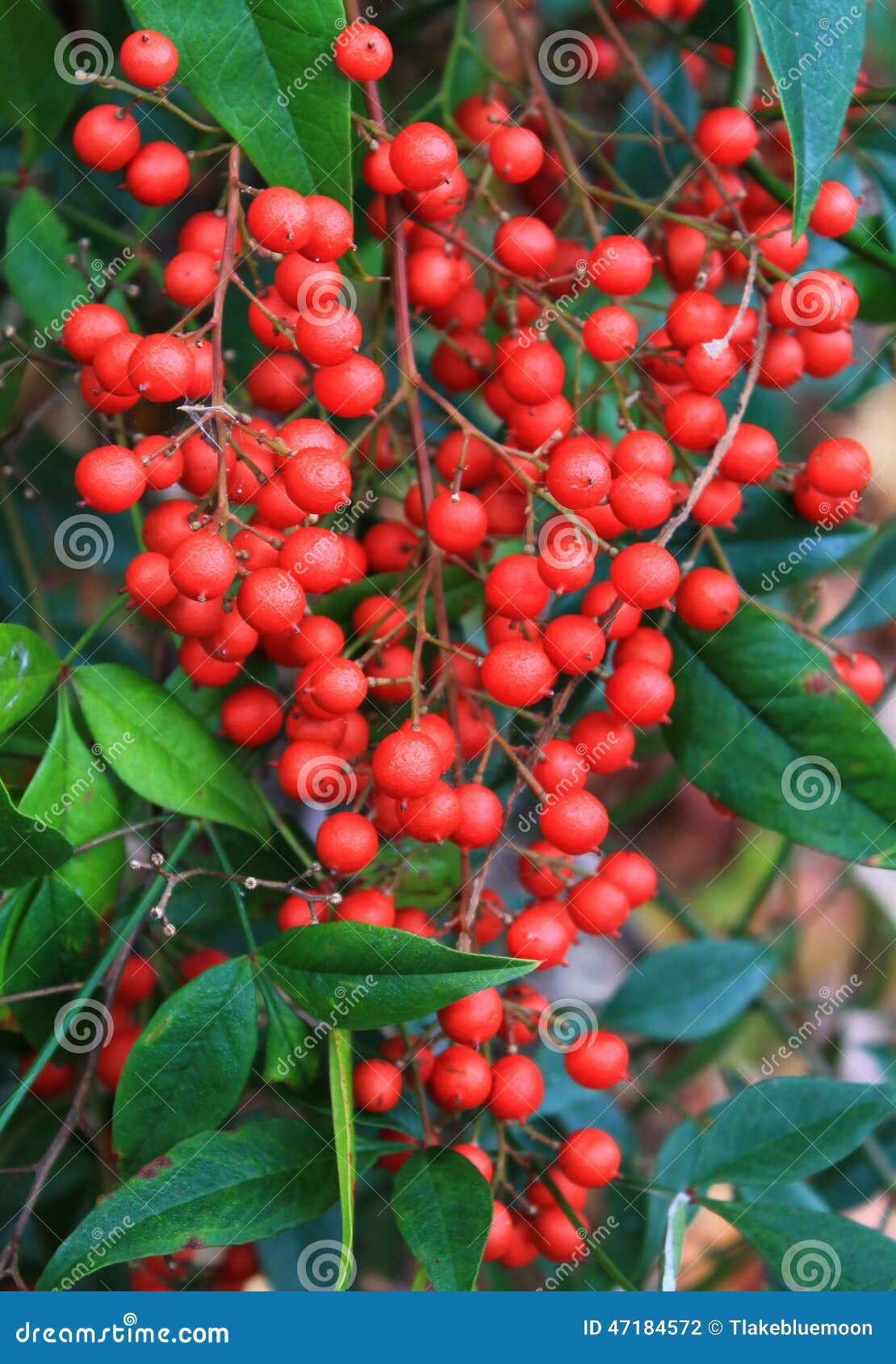Heart Berries stock photo. Image of winter, beatty, park - 47184572