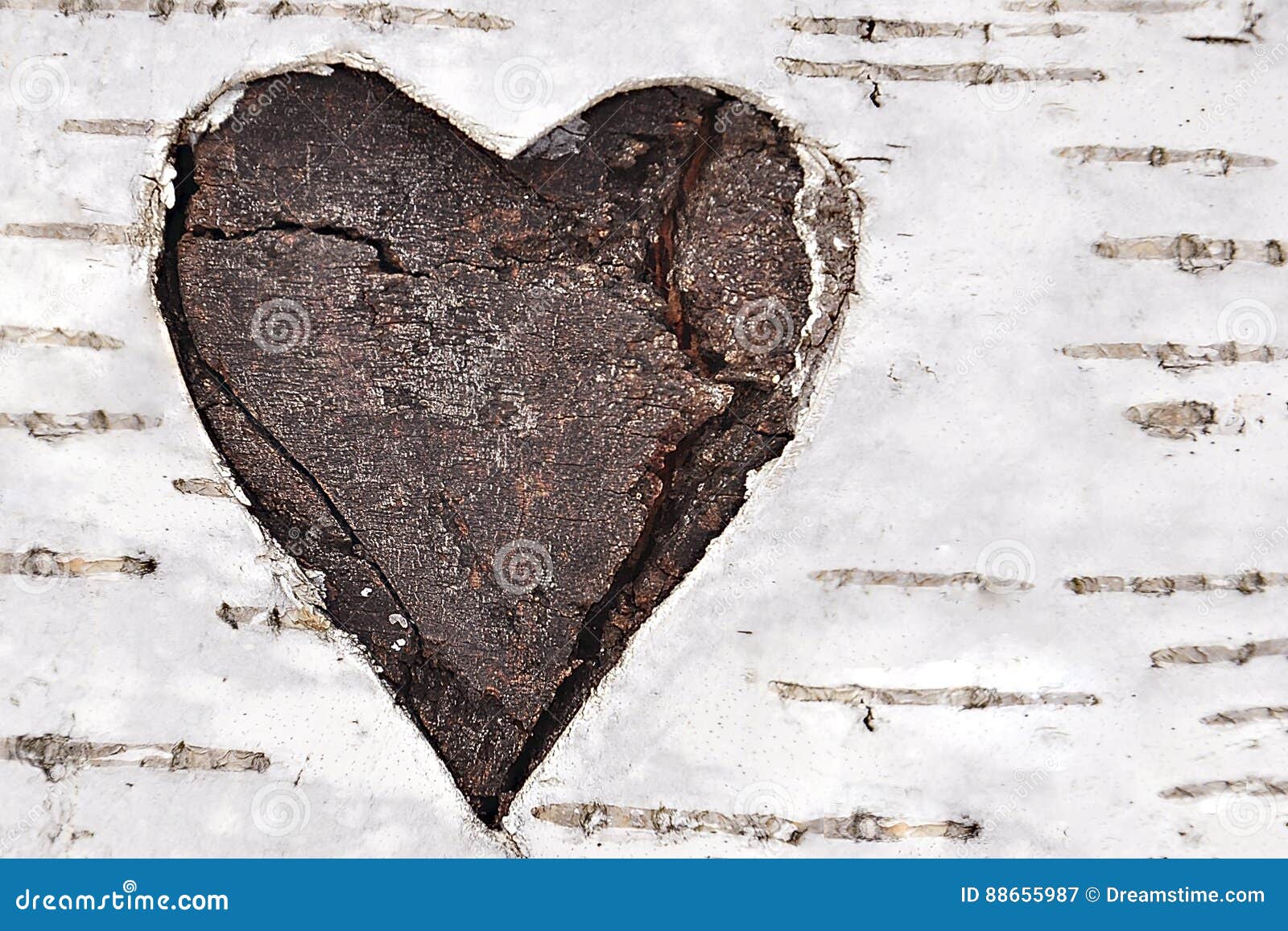 Heart on a birch tree stock image. Image of message, surface - 88655987