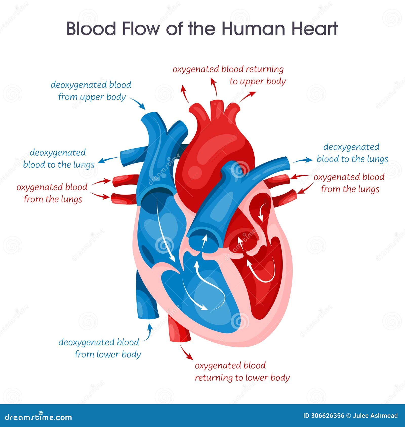 Blood Flow of a Human Heart Vector Illustration Educational Diagram ...