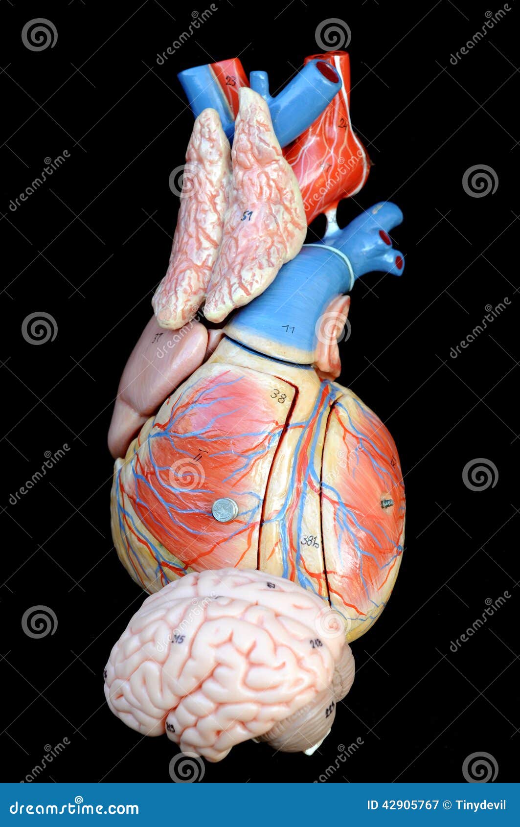 Heart and brain stock image. Image of genius, circulatory - 42905767