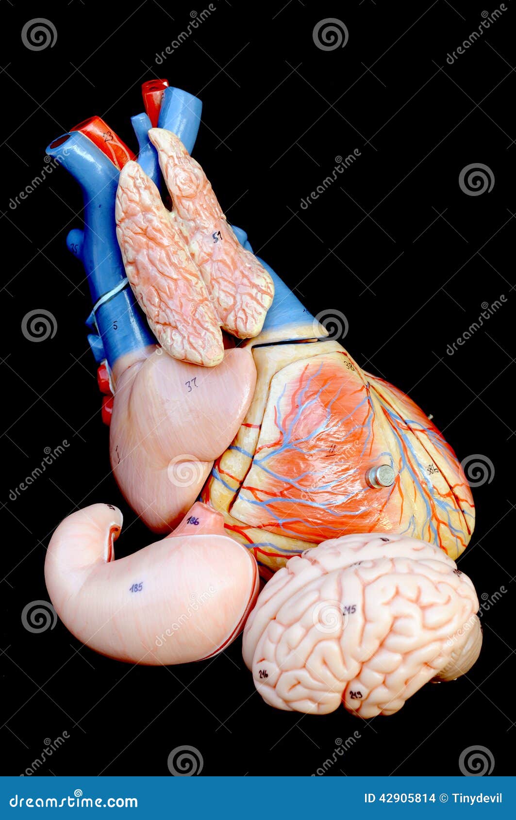 Heart and brain stock photo. Image of lobe, circulation - 42905814