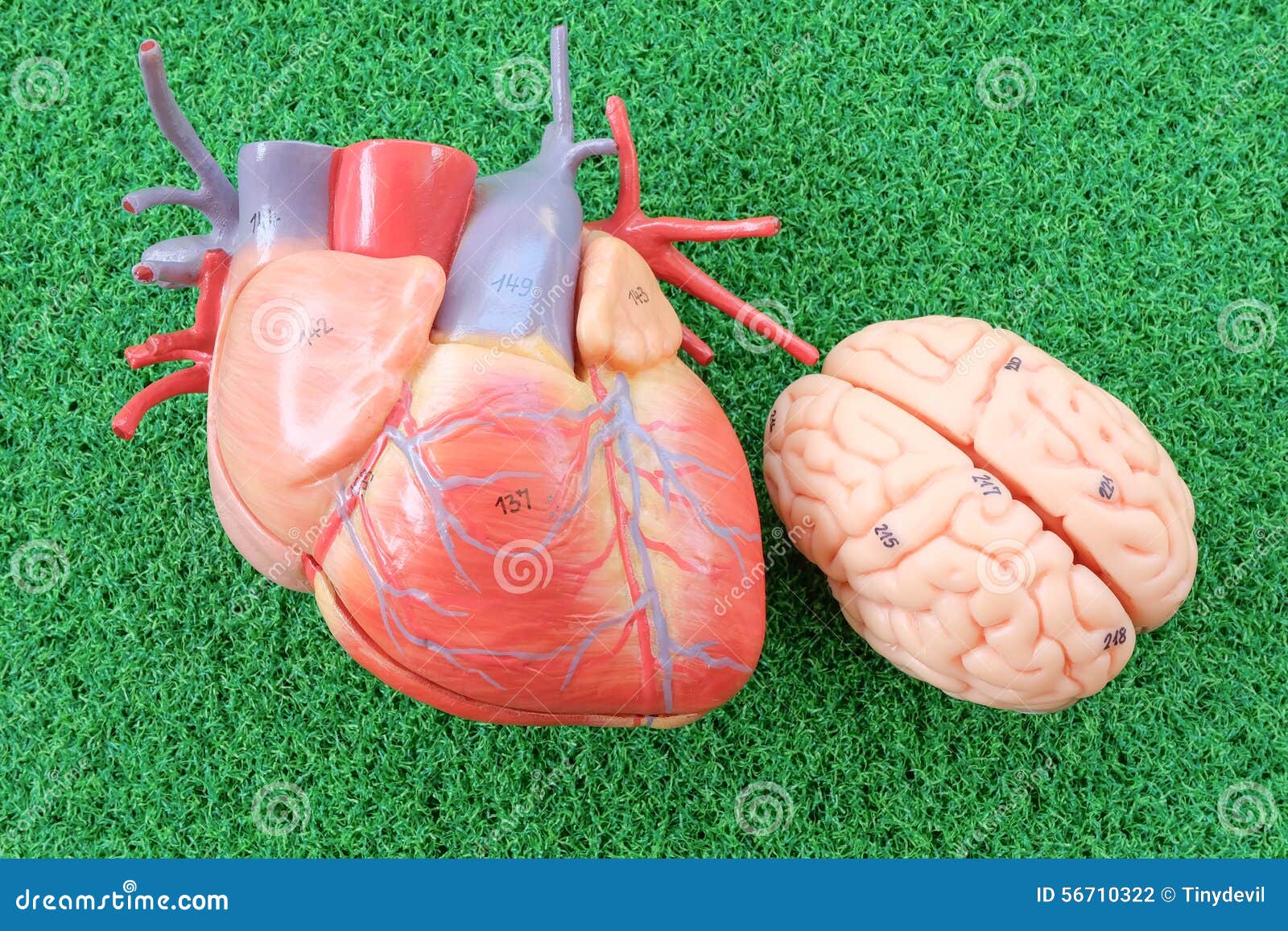 Heart and brain stock photo. Image of life, intelligence - 56710322