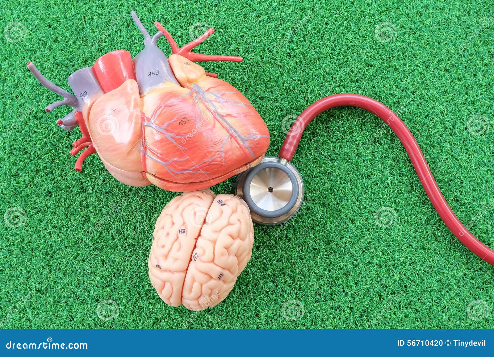 Heart and brain stock photo. Image of male, medical, flow - 56710420