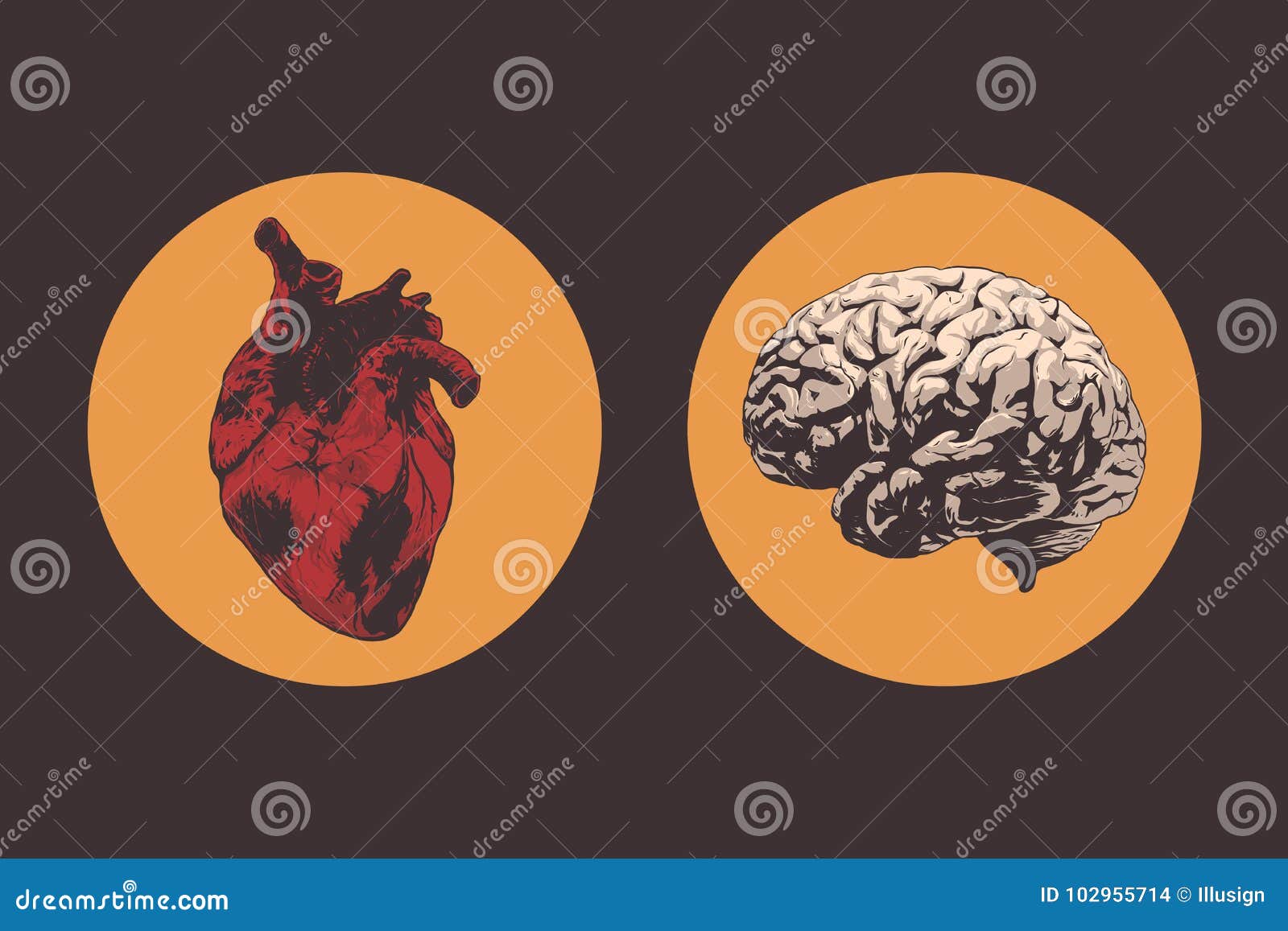 Heart and brain stock vector. Illustration of mind, heart - 102955714
