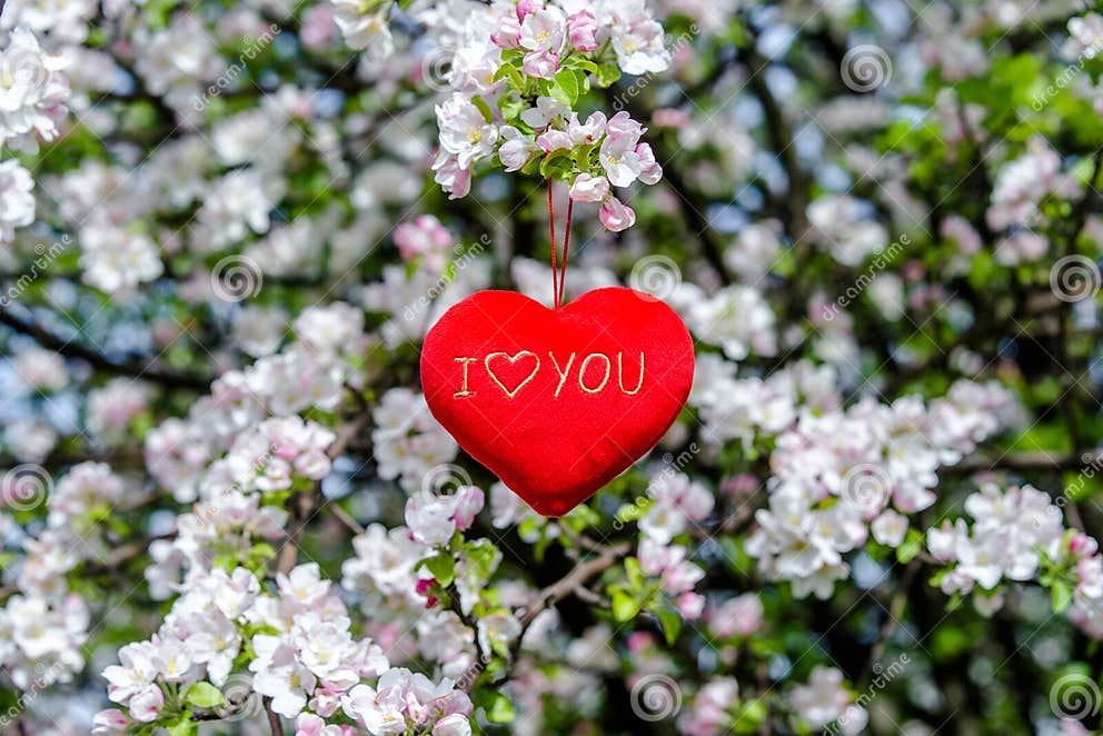Heart among the Branches of the Apple Tree Stock Image - Image of love ...