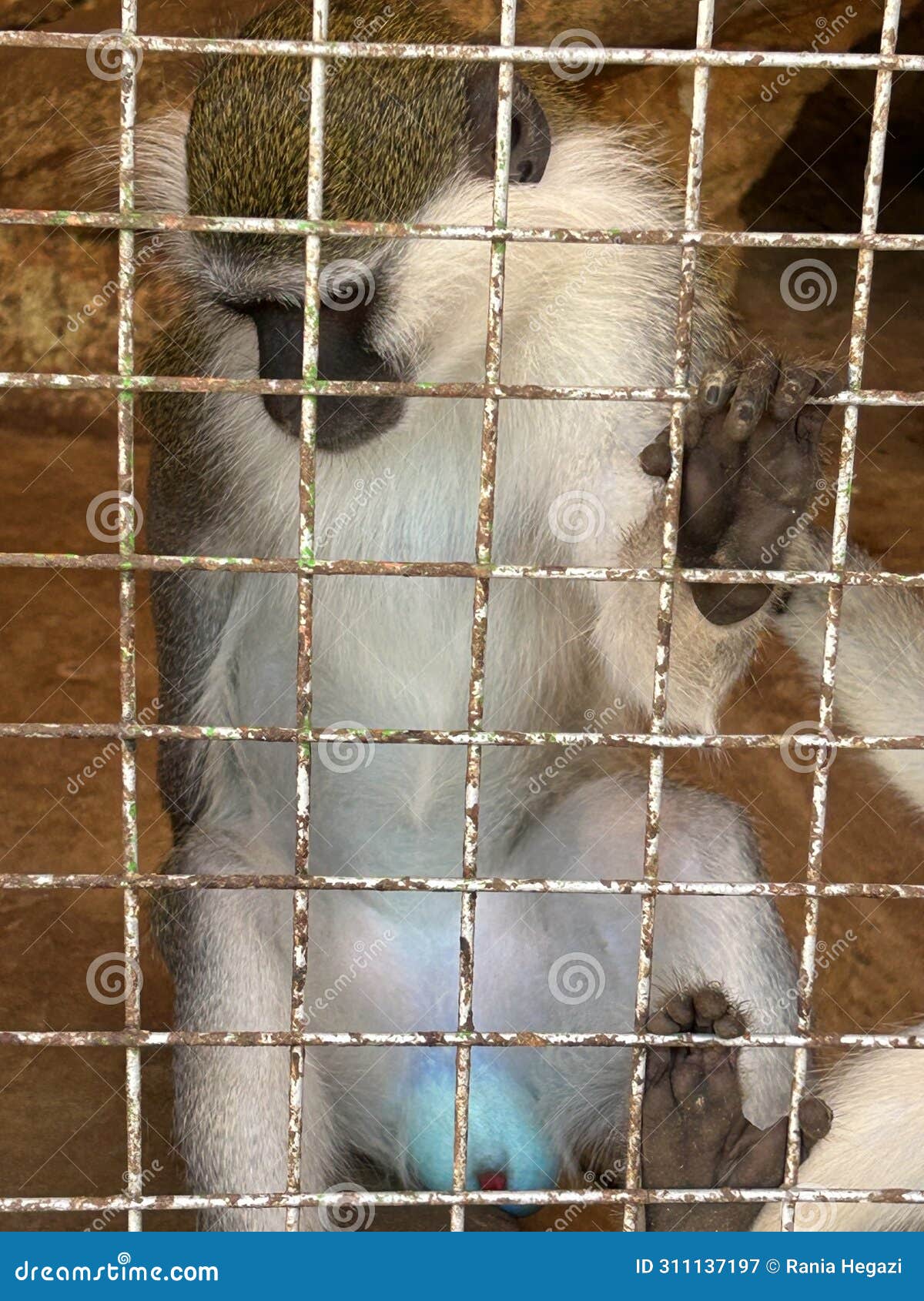 Caged - Monkey Behind Bars Of A Cage Stock Photo | CartoonDealer.com ...