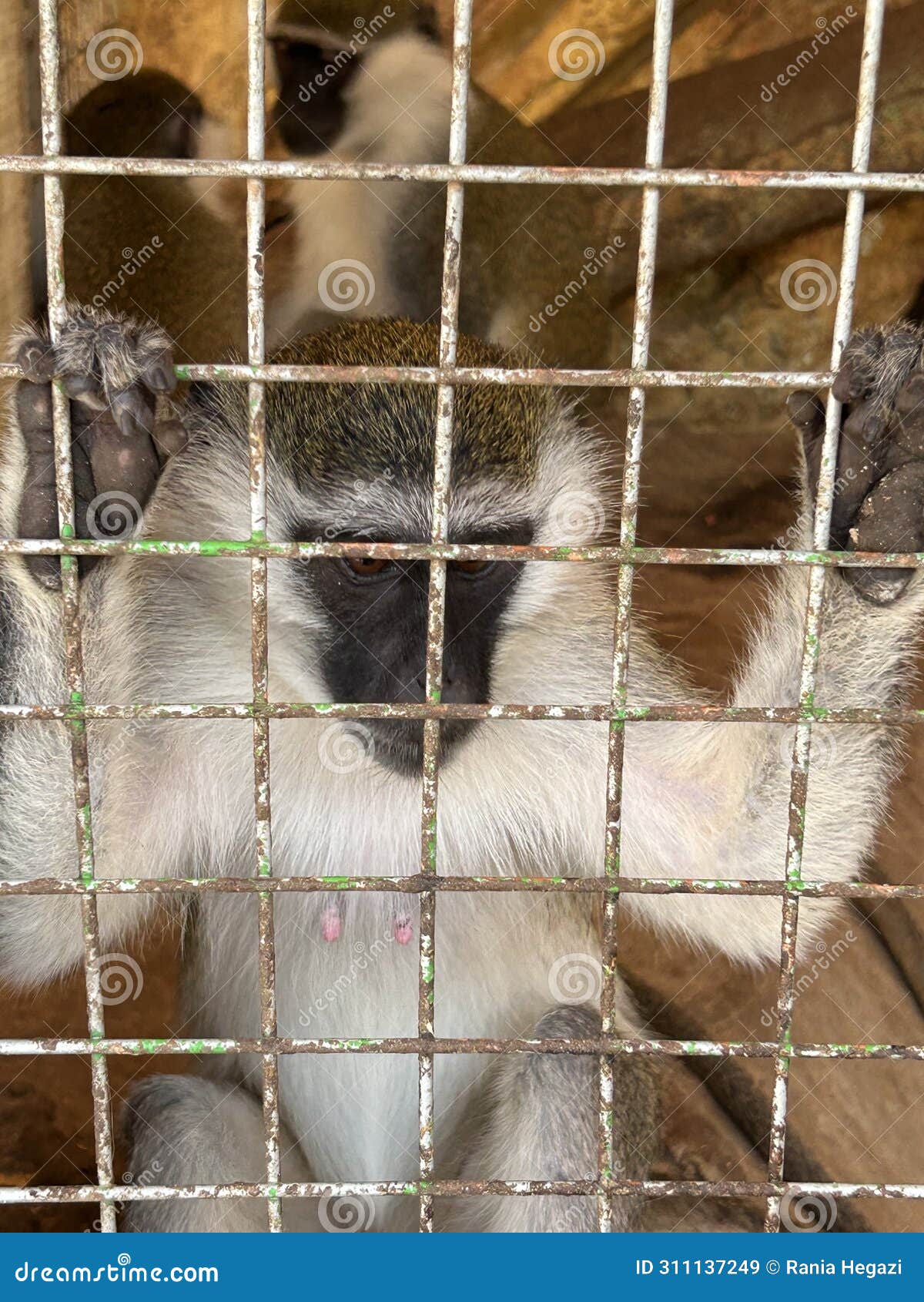 Heart Broken Caged Monkey Behind Bars in a Zoo in Egypt Stock Image ...