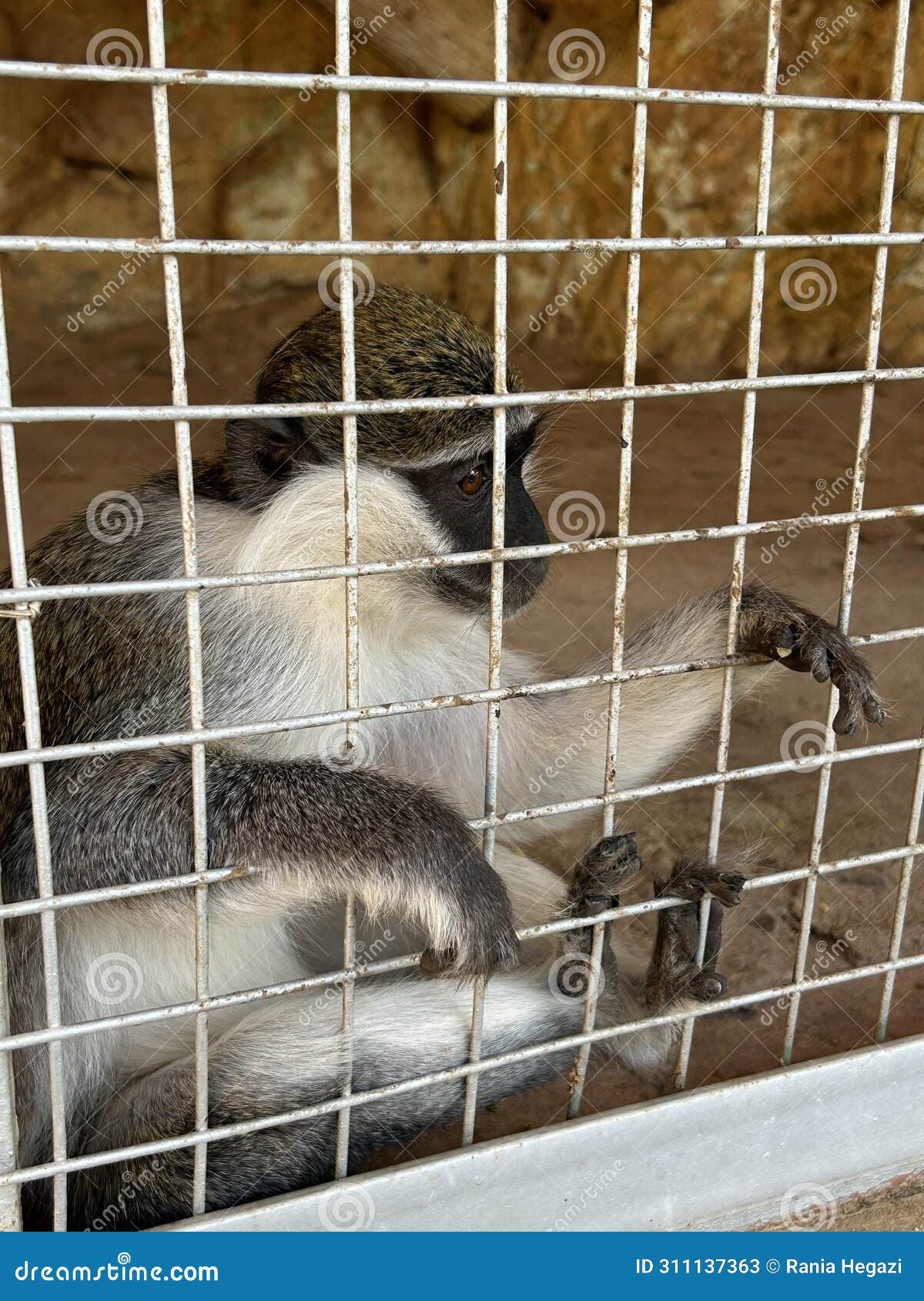 Heart Broken Caged Monkey Behind Bars in a Zoo in Egypt Stock Image ...