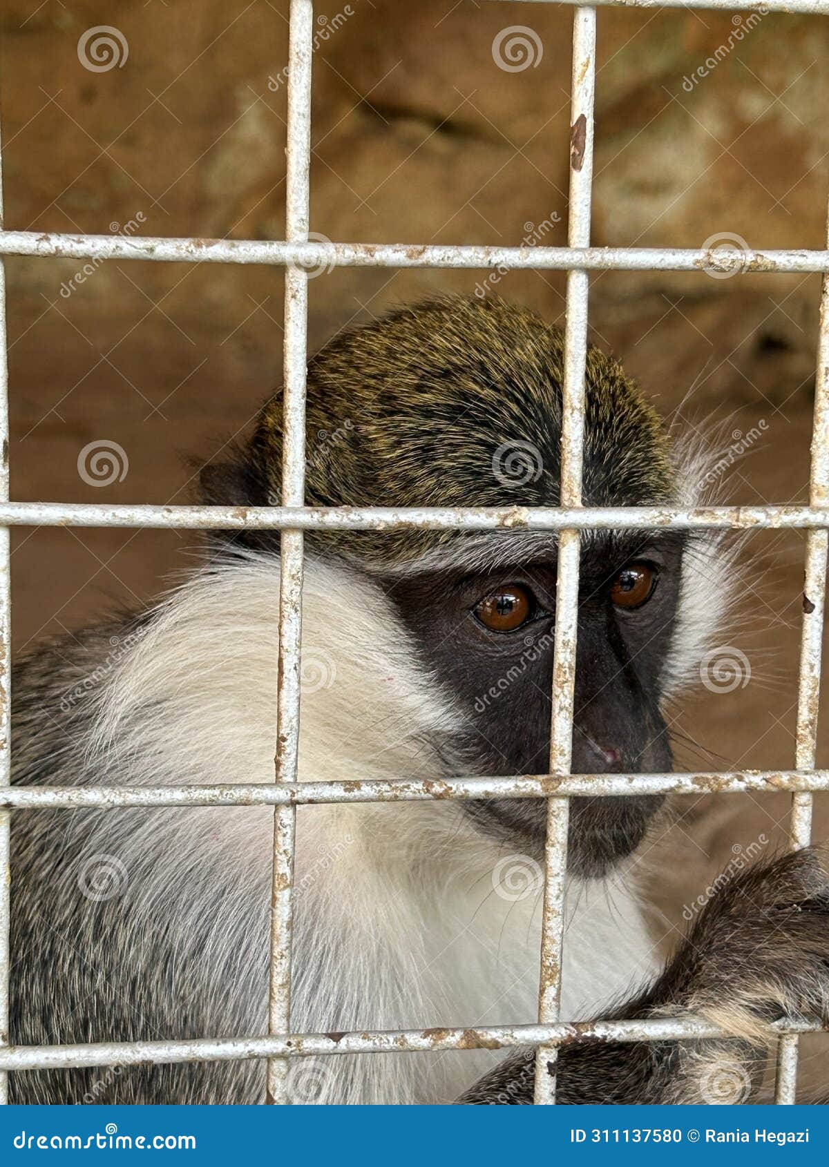 Heart Broken Caged Monkey Behind Bars in a Zoo in Egypt Stock Photo ...