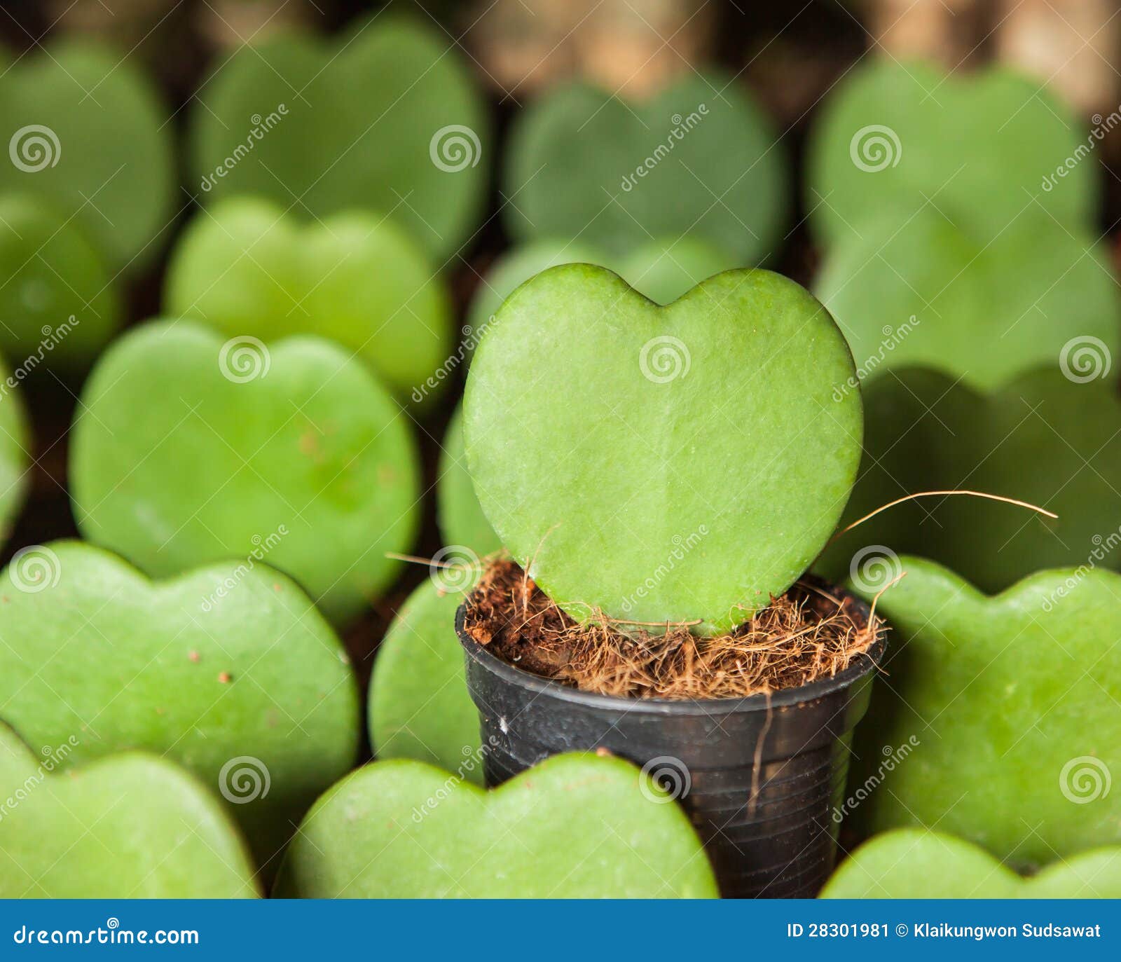 Heart cactus close up stock image. Image of ground, romantic - 28301981