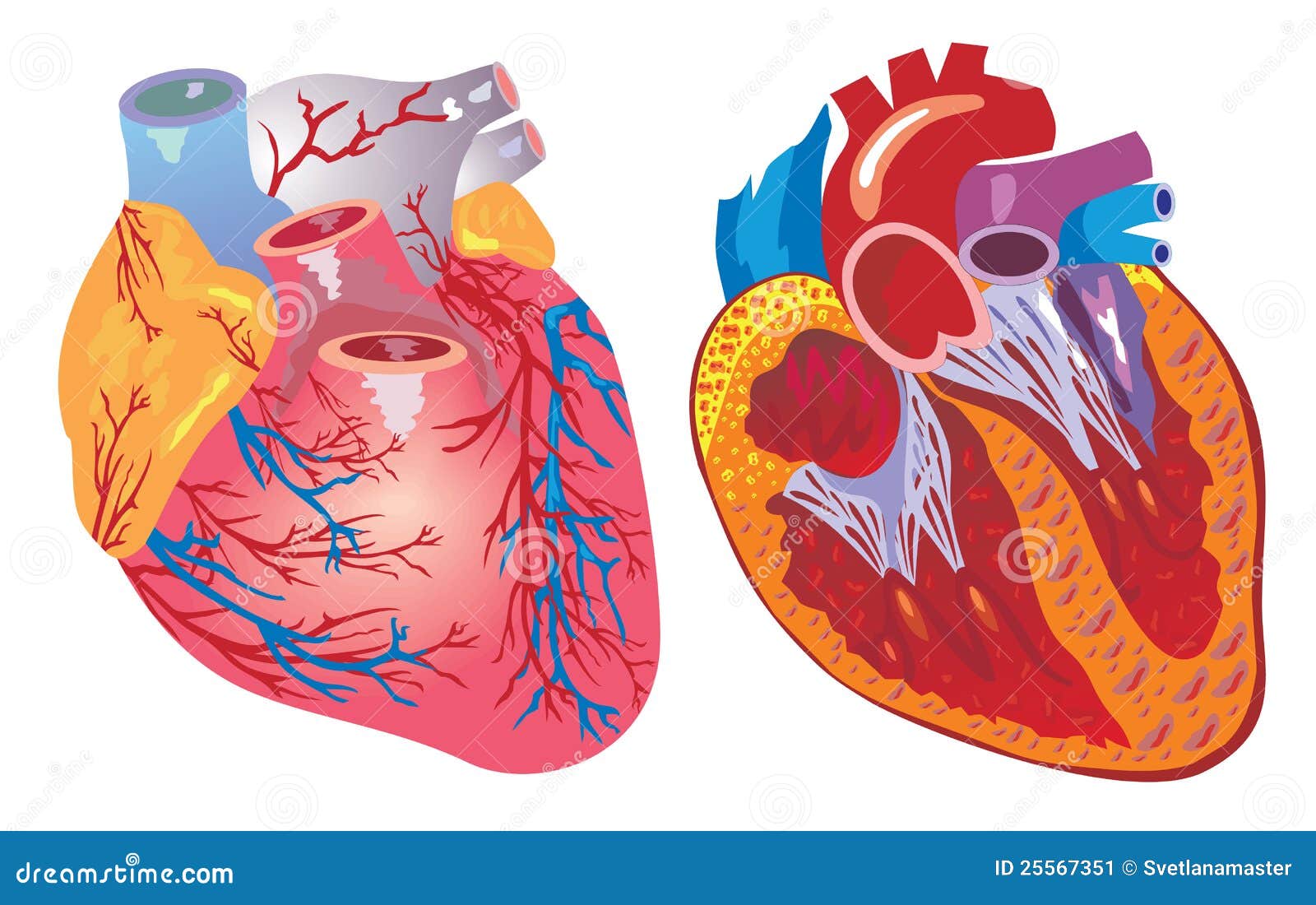 Heart and Cardiovascular System Stock Vector - Illustration of clinic ...