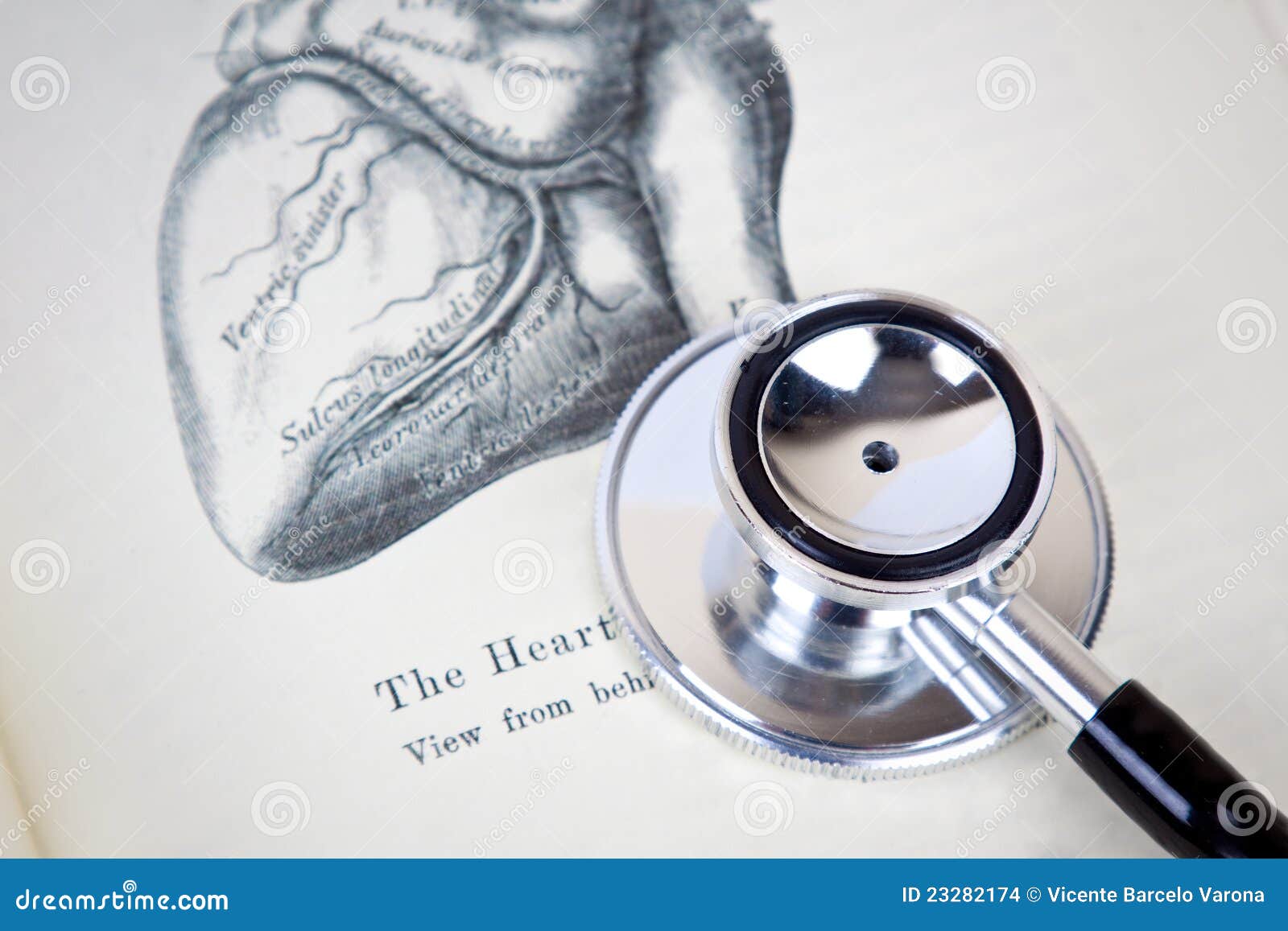 Heart care stock photo. Image of education, open, cardiology - 23282174