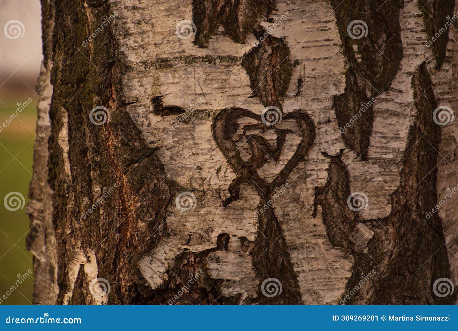 Heart Carved into Birch Tree Bark with a Letter in the Middle Stock ...