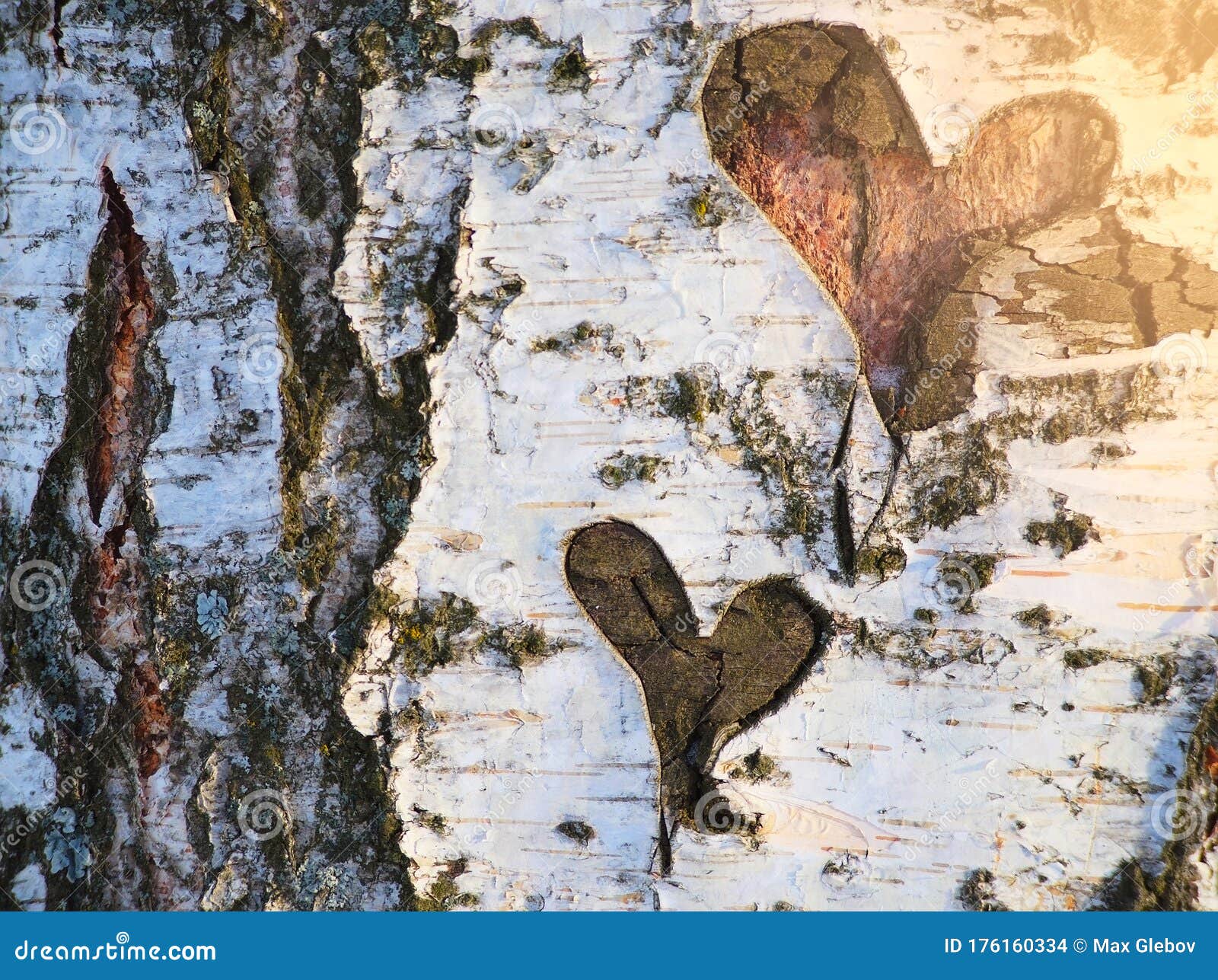 Heart Carved in a Live Tree Bark Stock Photo - Image of heart ...