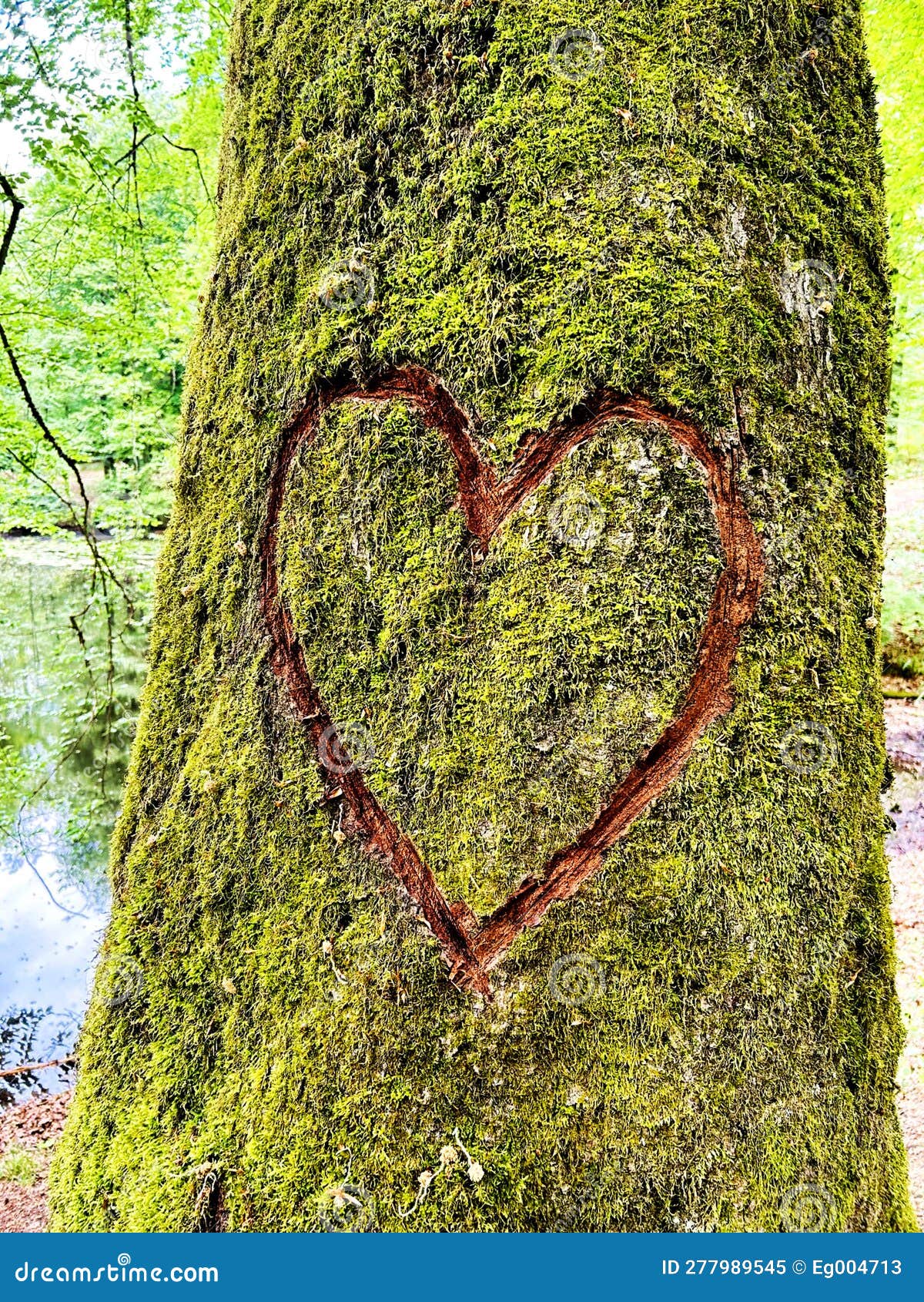Carved heart on the tree stock image. Image of texture - 277989545
