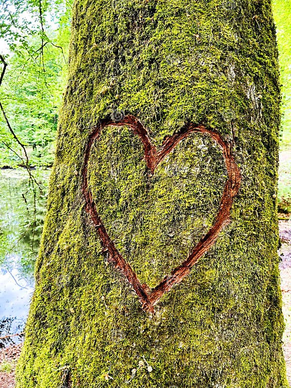 Carved heart on the tree stock image. Image of texture - 277989545
