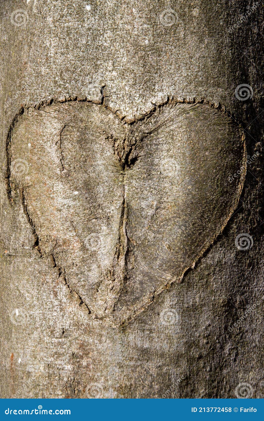 A Heart Carved into Tree Bark Stock Photo - Image of heart, rough ...