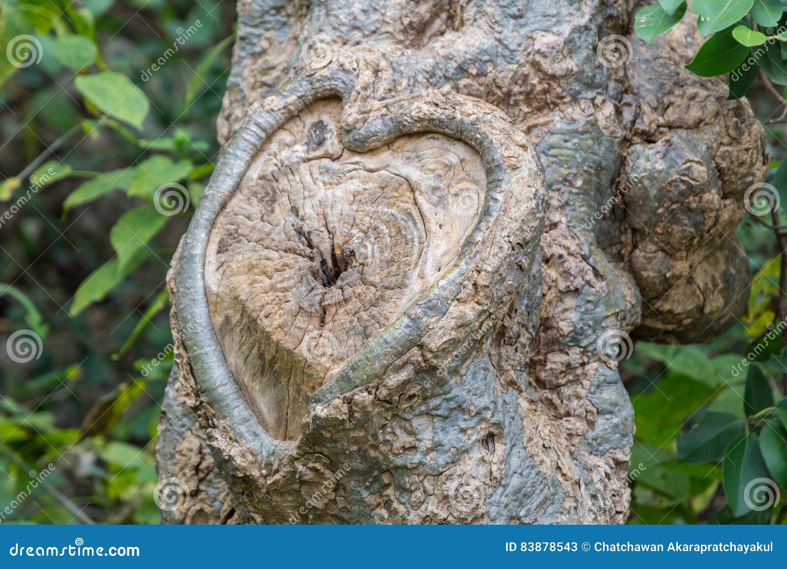 Heart Carved on Tree Bark. Natural Valentines Day Background. Stock ...