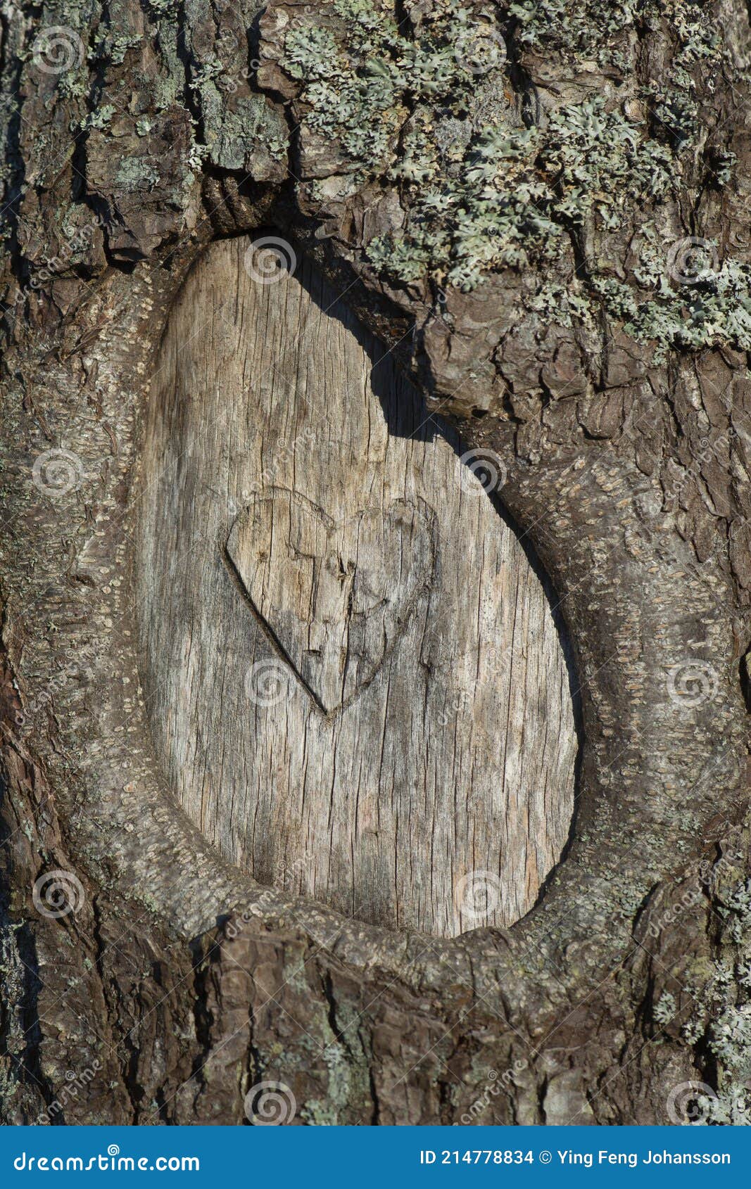 Heart carved into a tree stock photo. Image of wood - 214778834