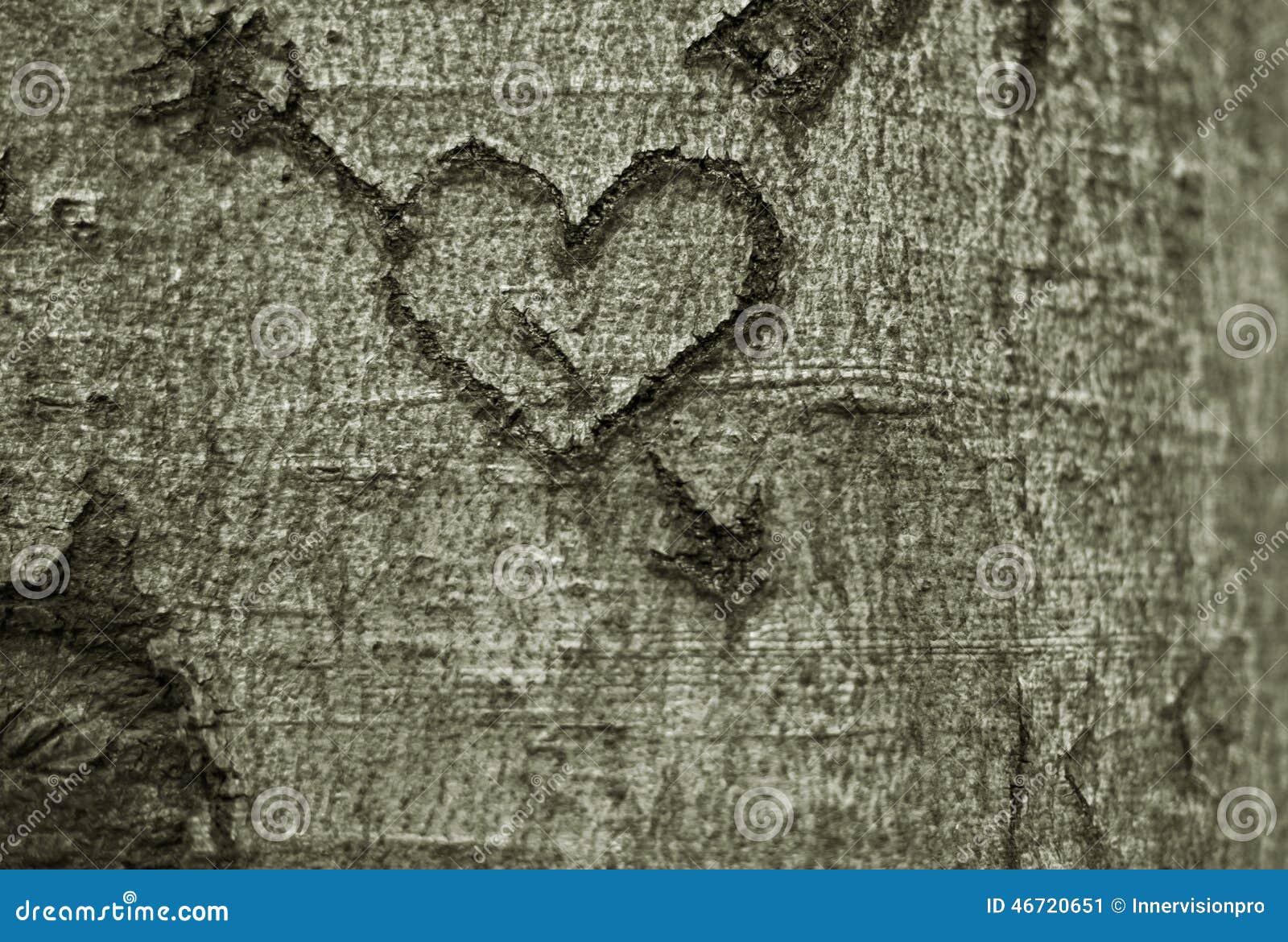 Heart carved in a tree stock image. Image of symbol, valentine - 46720651