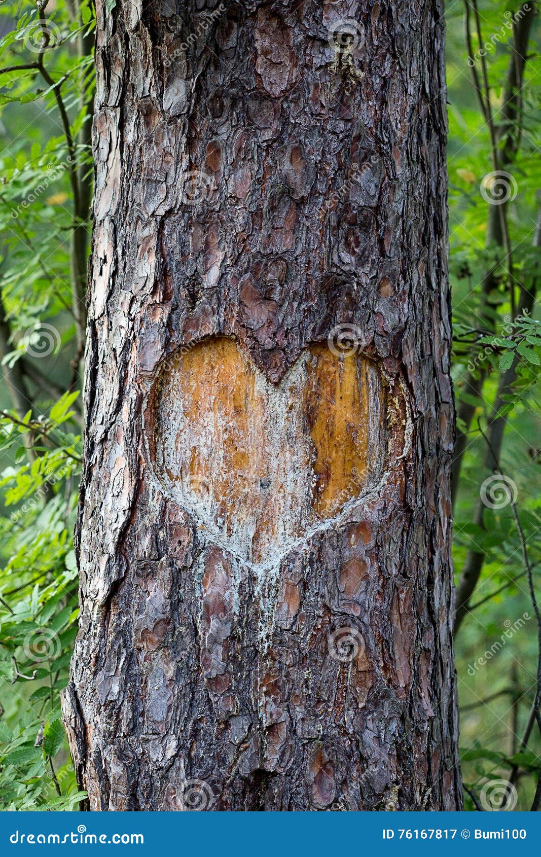 Heart carved on a tree stock image. Image of background - 76167817