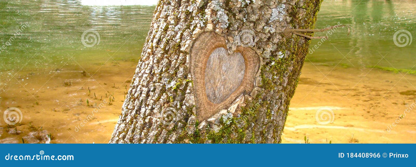 Heart carved on the tree stock photo. Image of tree - 184408966