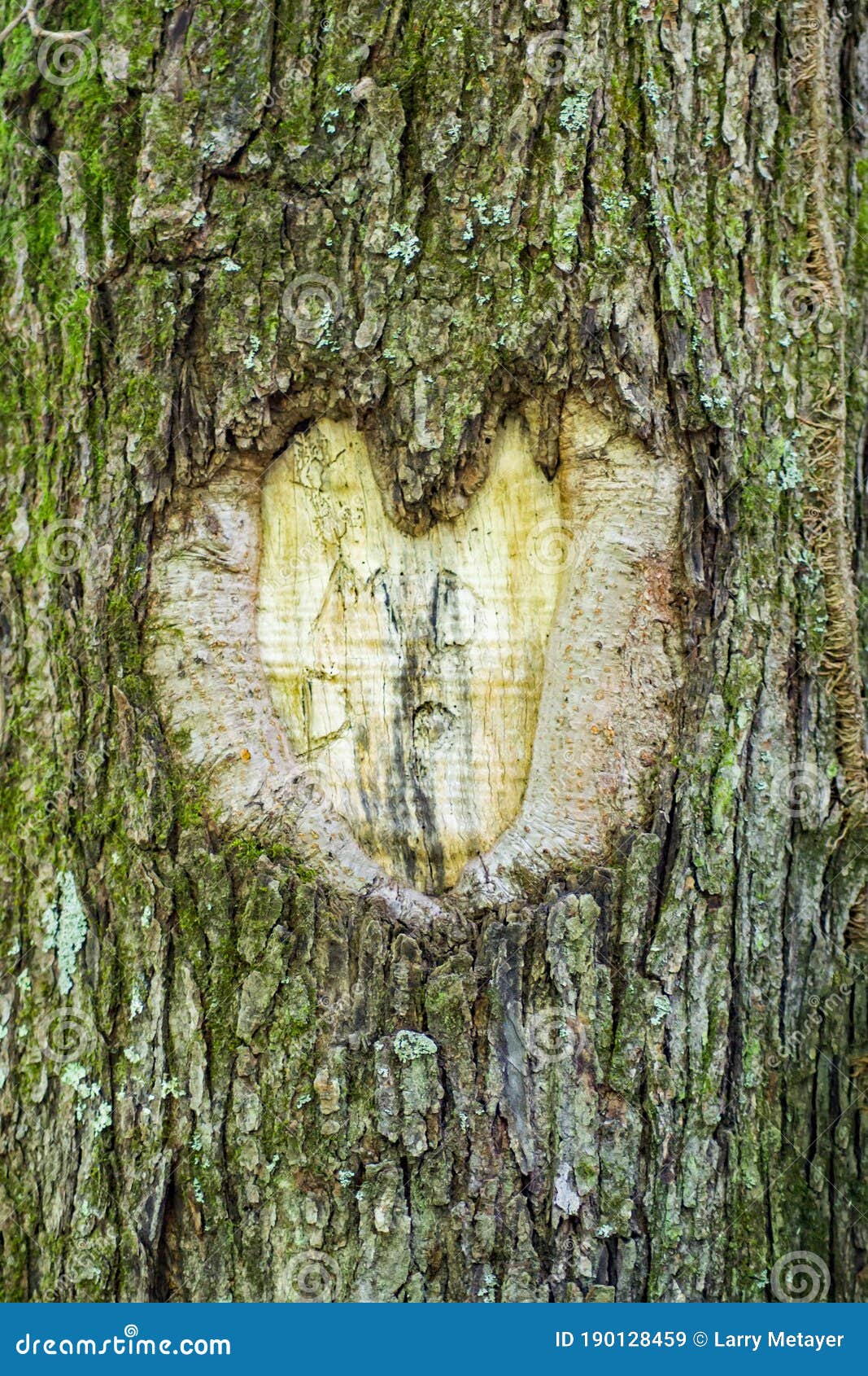 Heart Carved on a Tree stock image. Image of blueridge - 190128459