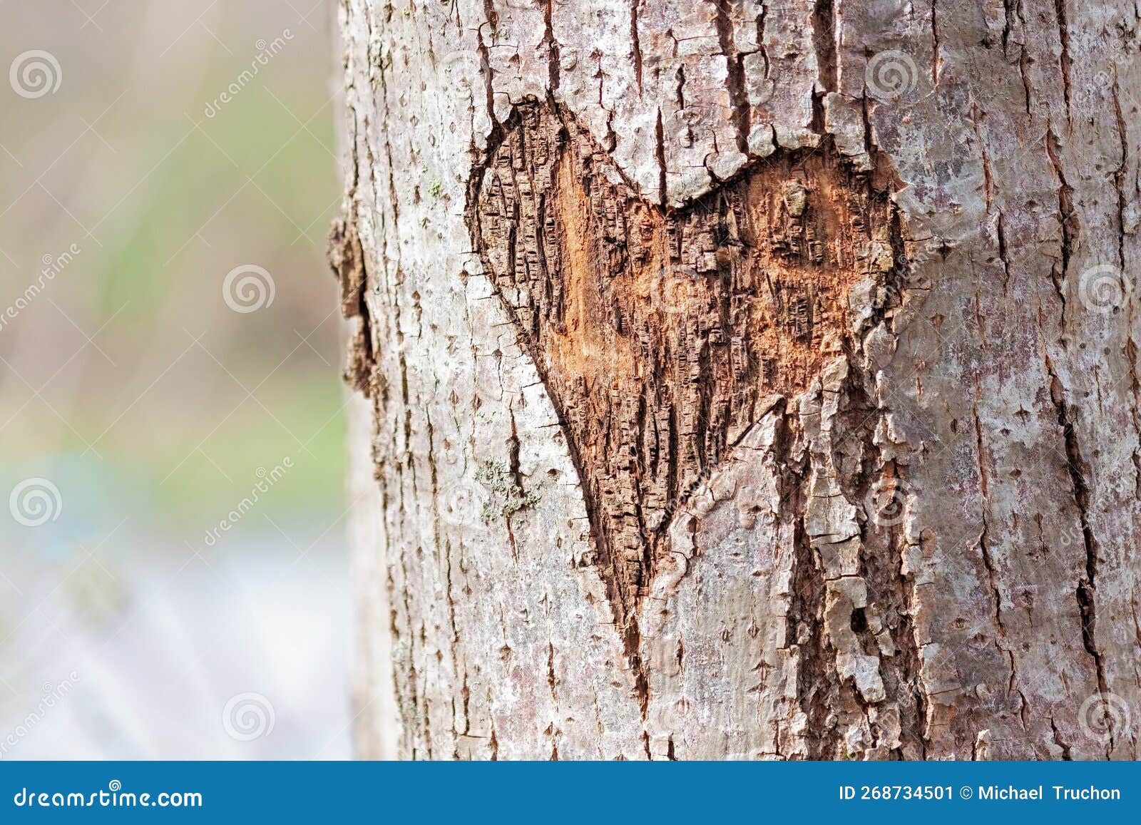 A Heart Carved into a Tree stock image. Image of rusty - 268734501