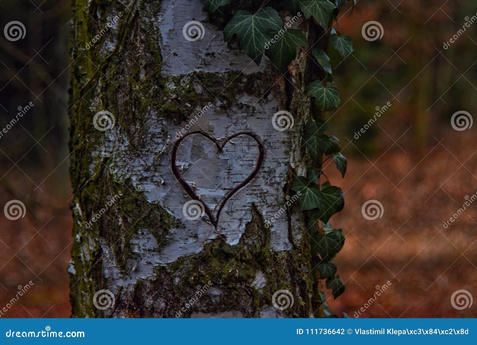Heart carved in a tree stock photo. Image of sign, heart - 111736642