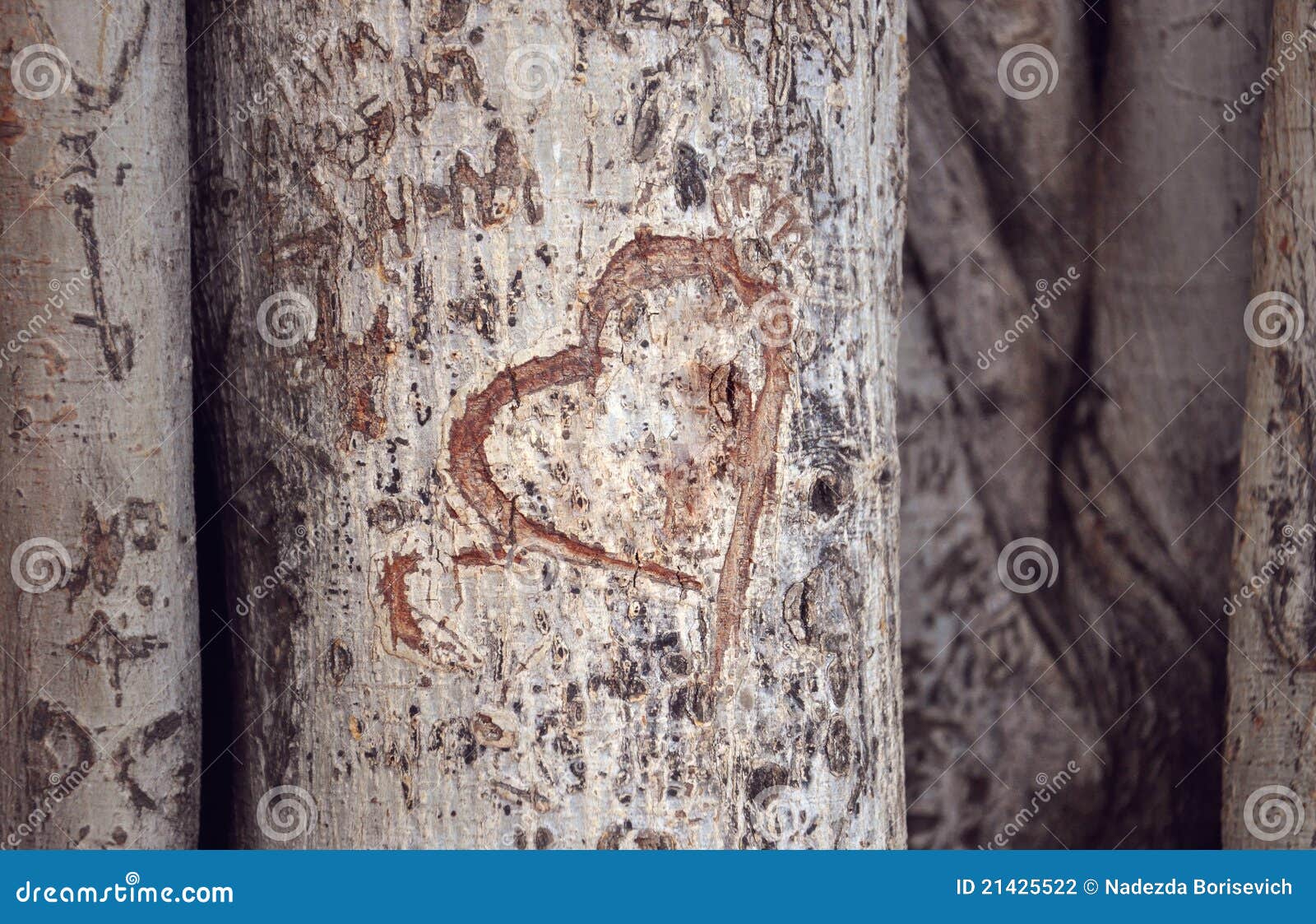 Heart Carved on a Tree Trunk Stock Photo - Image of carved, hawaii ...