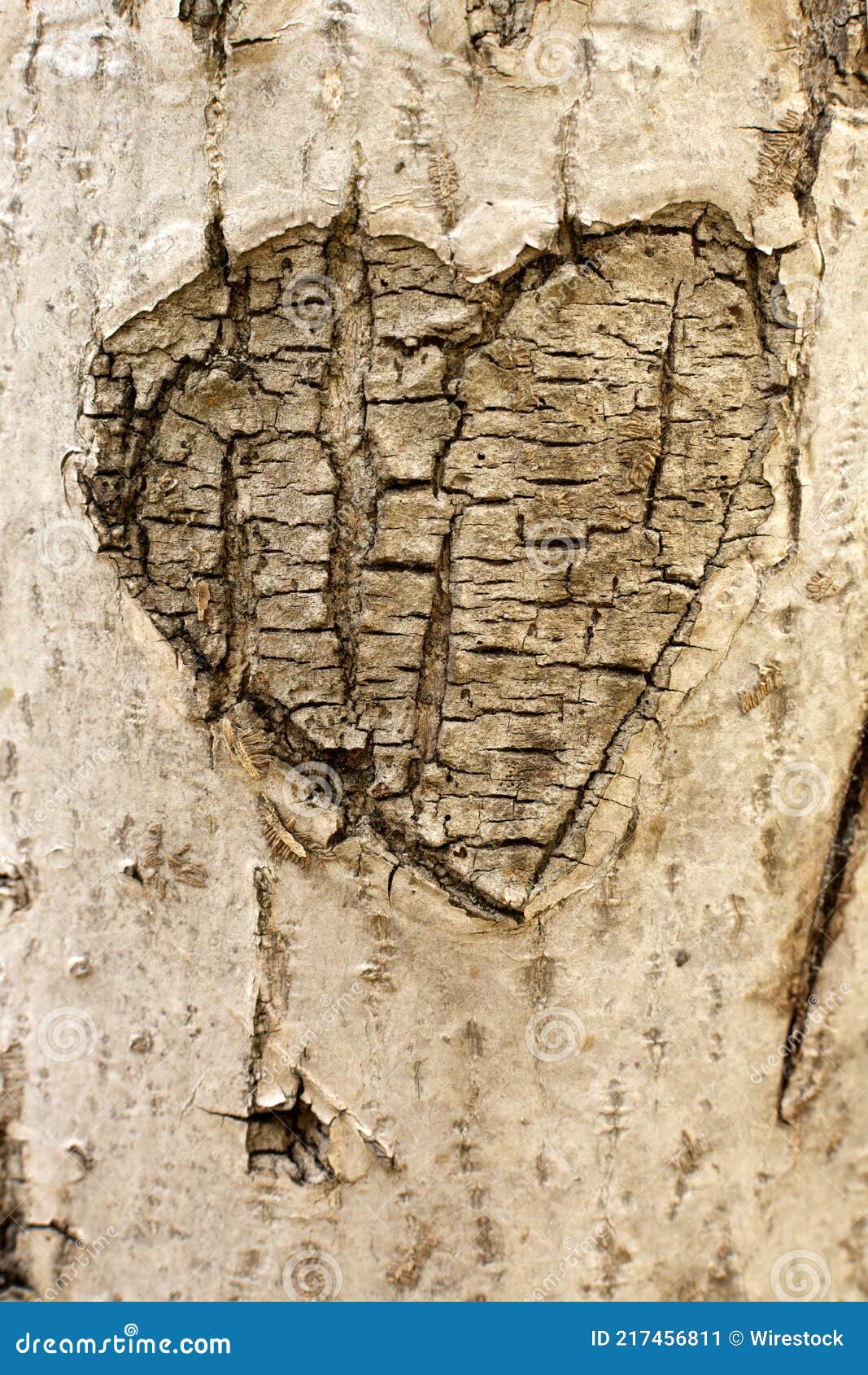 Heart Carved in a Tree Trunk Stock Image - Image of carved, natural ...