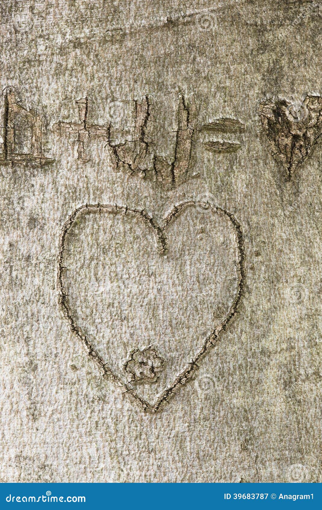 Heart carved in tree trunk stock image. Image of green - 39683787