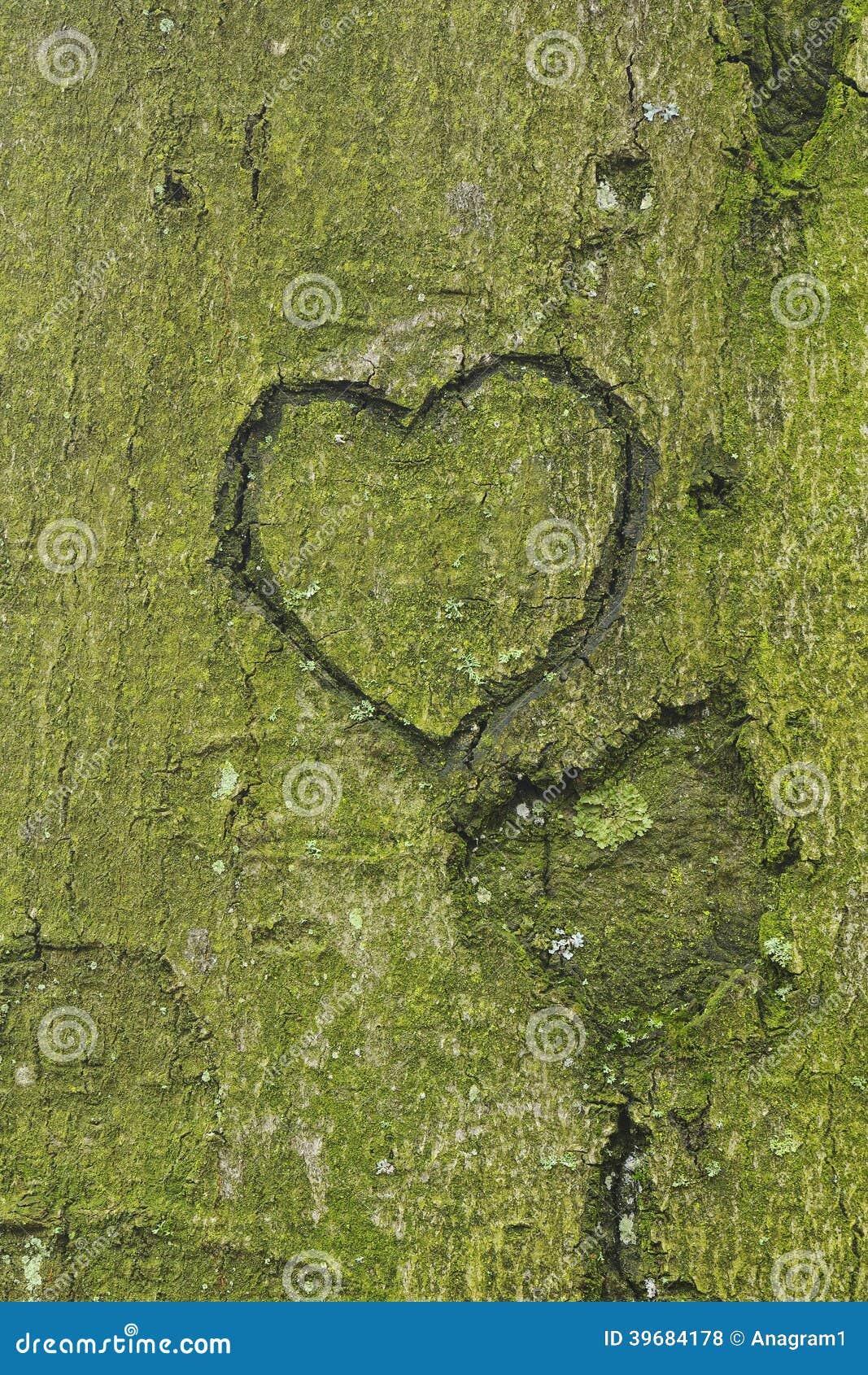 Heart carved in tree trunk stock photo. Image of shaped - 39684178