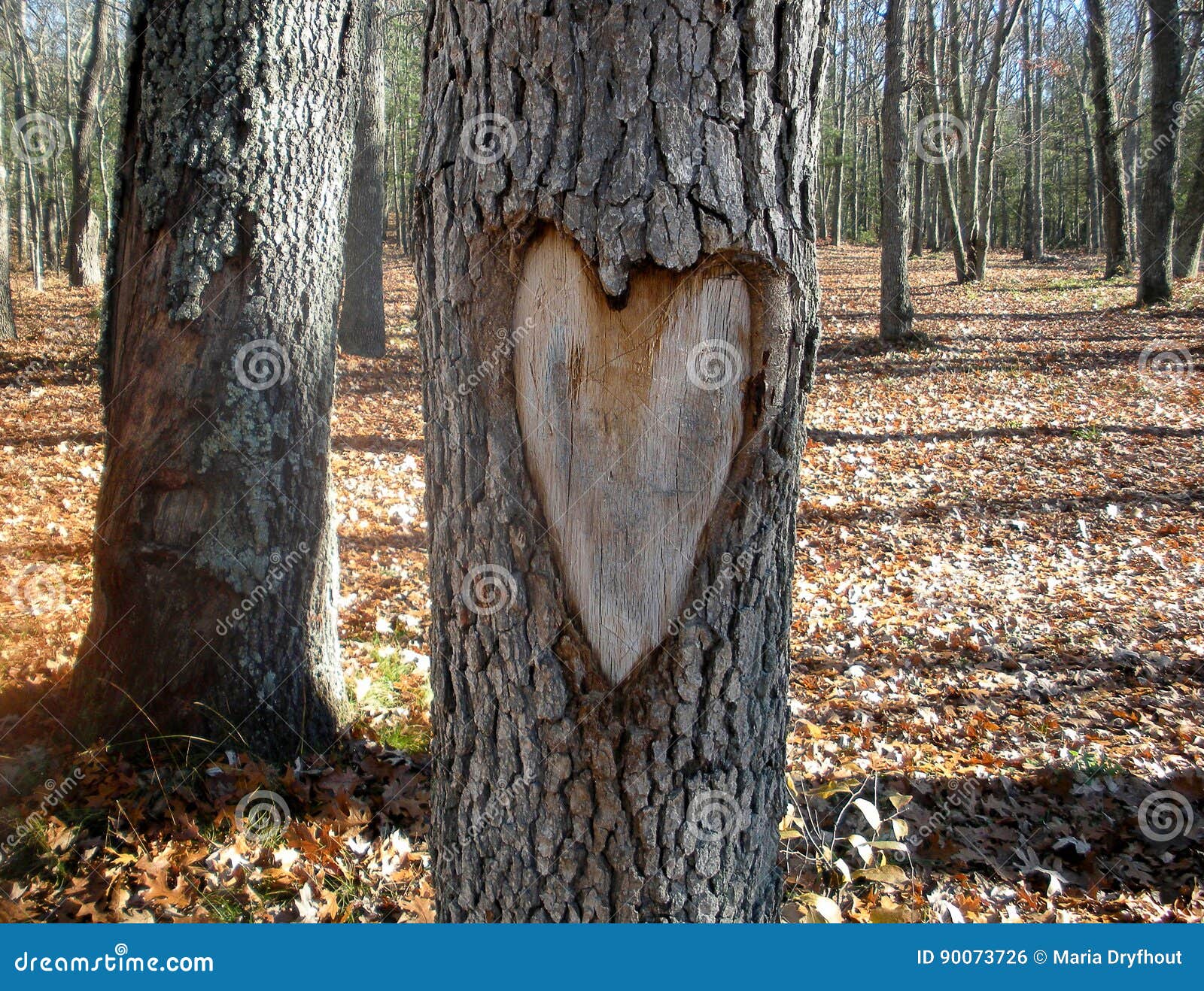 Heart carved in tree trunk stock photo. Image of leaf - 90073726