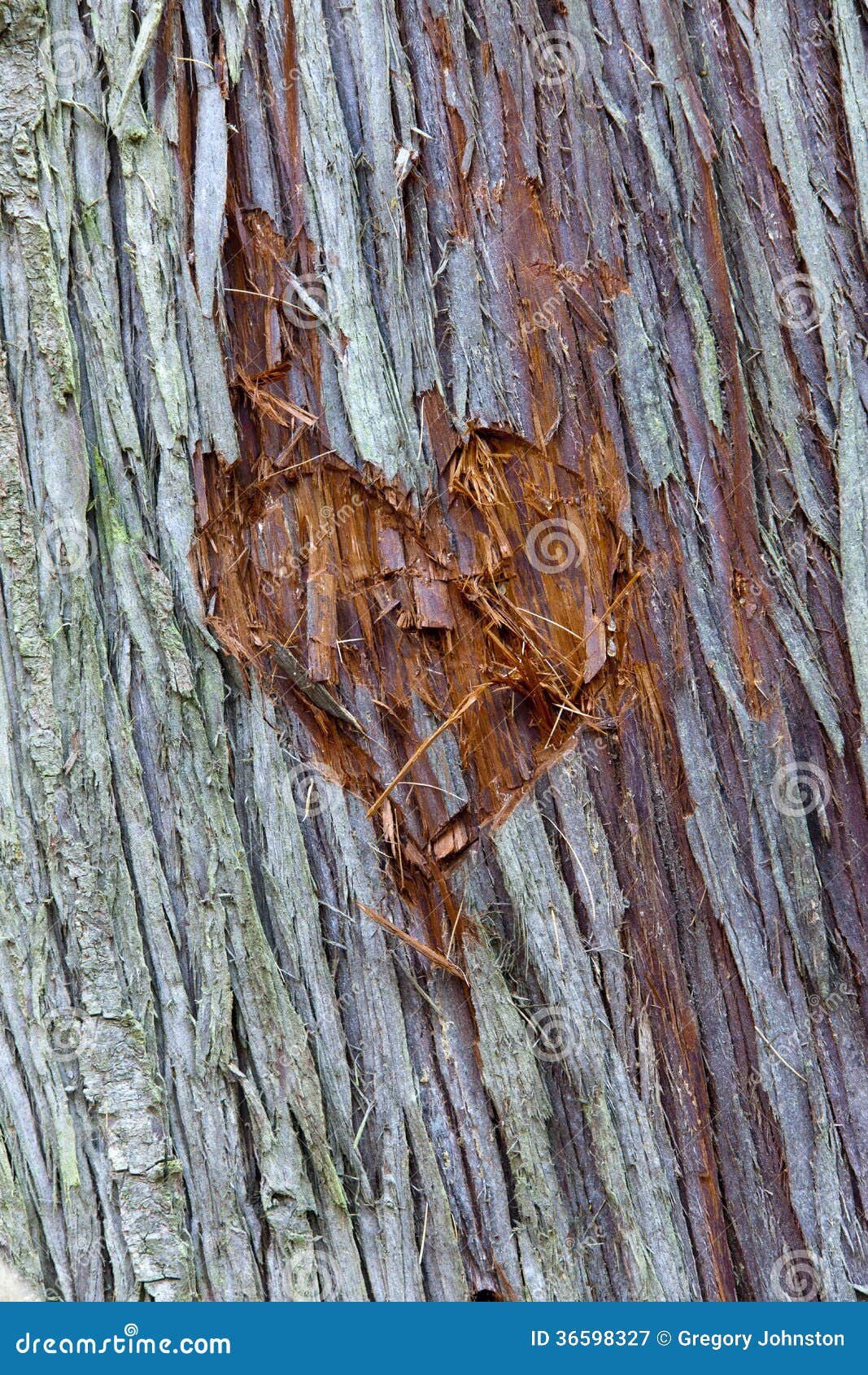 Heart carved into tree. stock image. Image of holiday - 36598327