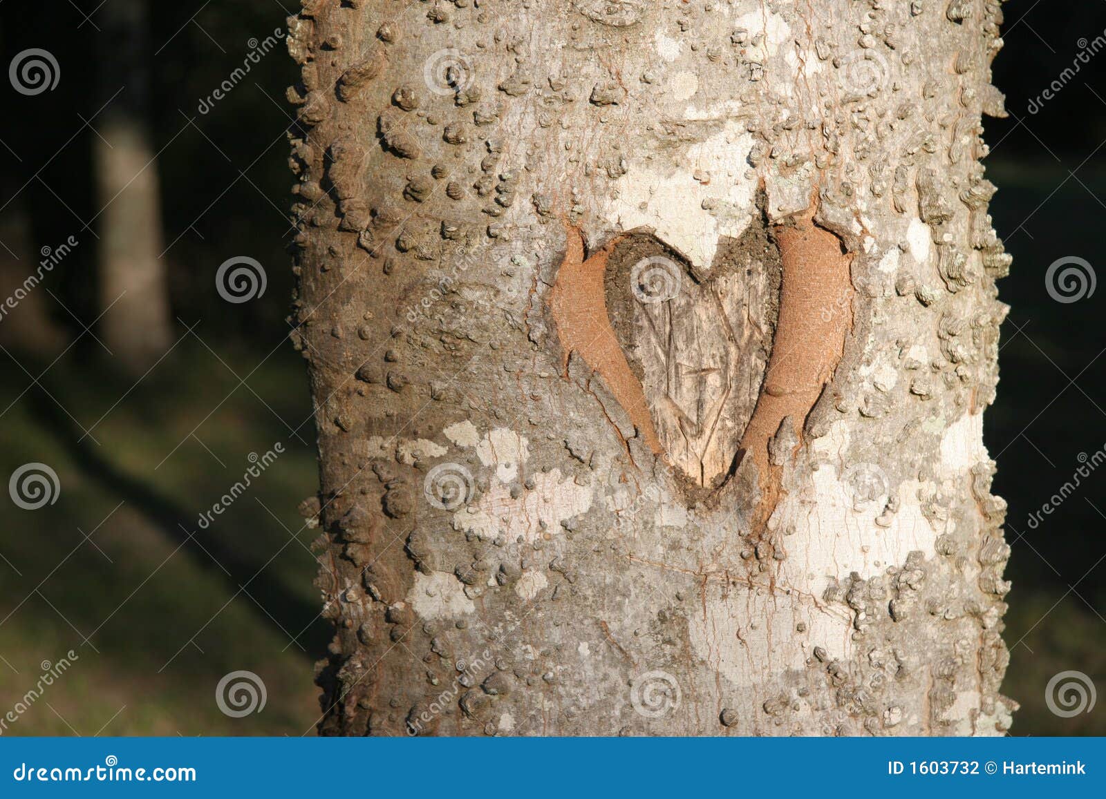 Heart Carved in Tree in the Woods Stock Photo - Image of carved, white ...