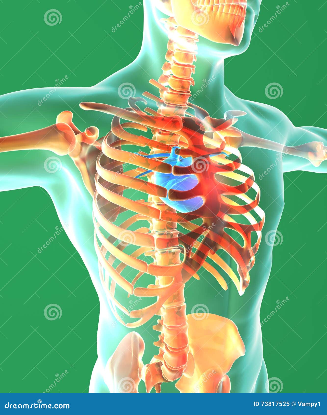Heart and Chest, Surgery, Human Body, Man Stock Illustration ...