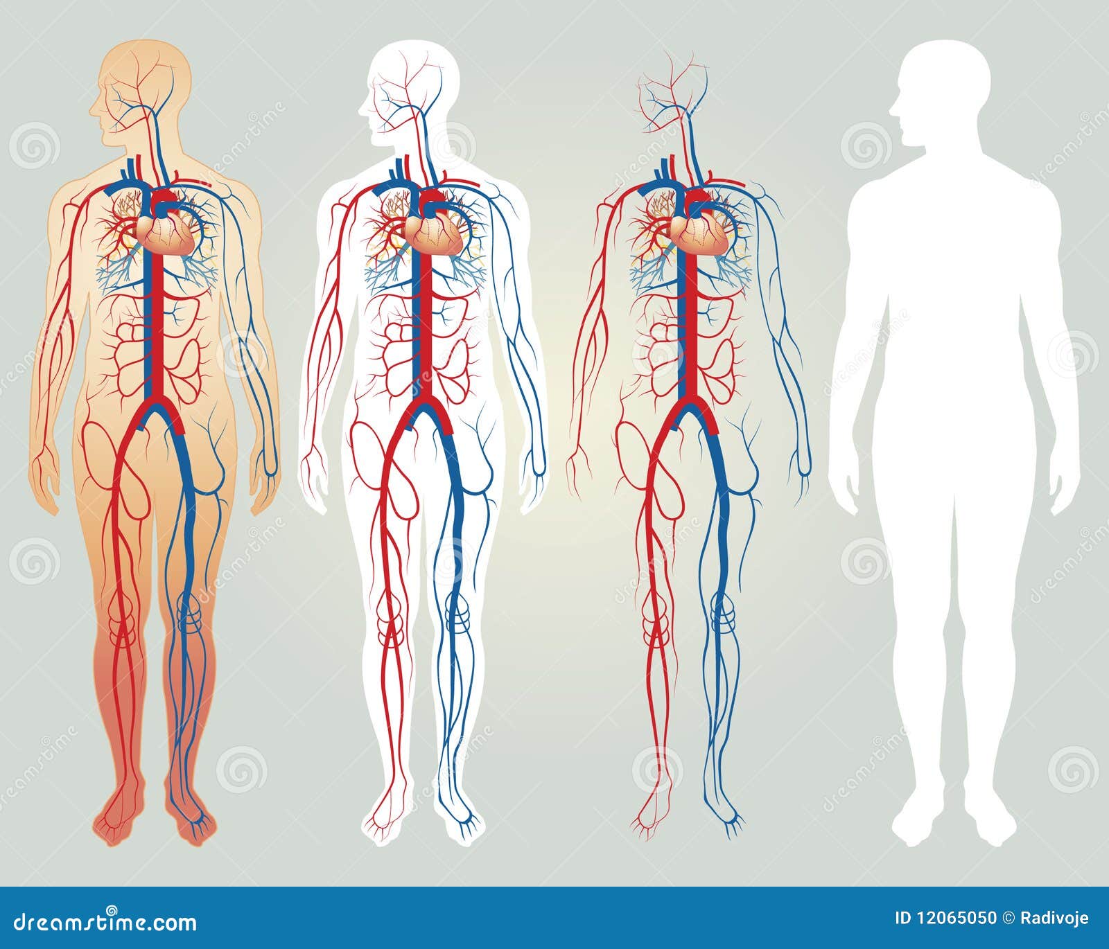 Heart And Circulatory System Stock Vector Illustration Of Cardiology