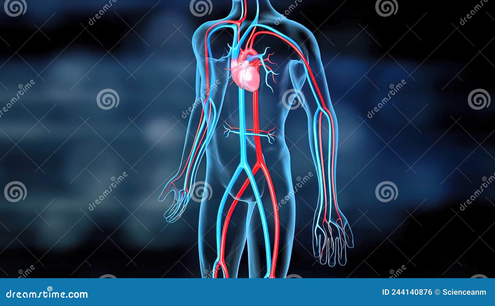 The Heart and Circulatory System Stock Illustration - Illustration of ...