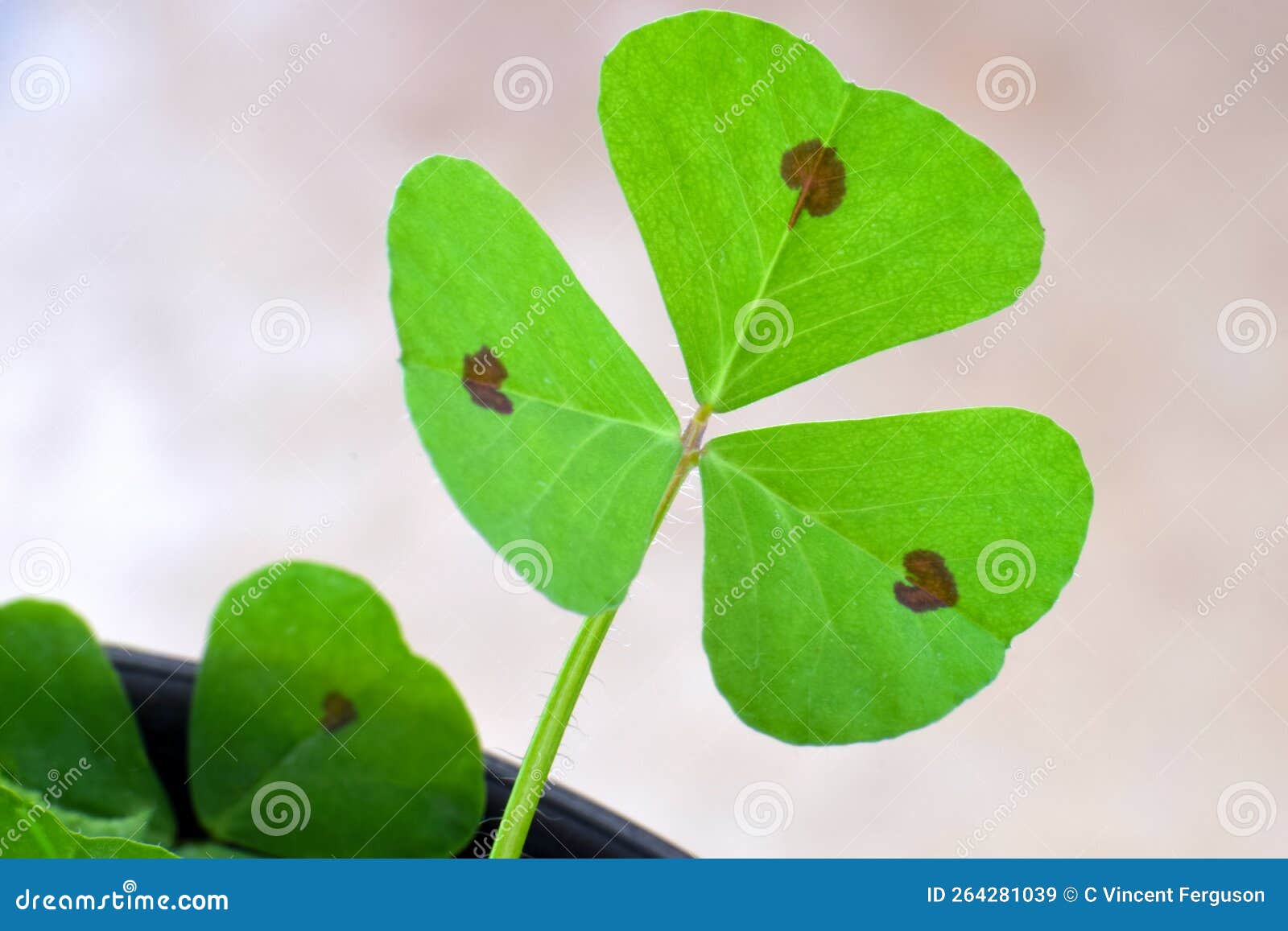 Purple Heart Green Clover 01 Stock Image - Image of botanical, spotted ...