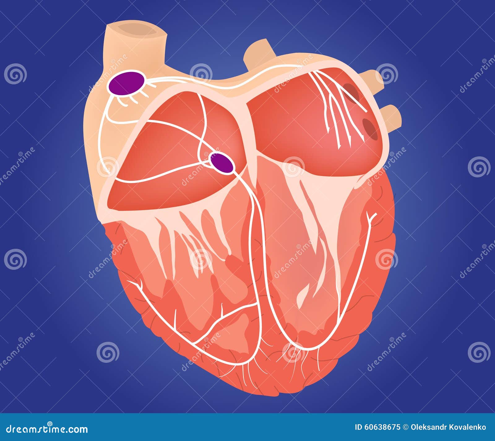 The Cardiac Conduction System Is A Specialized Network Of Nerve Royalty ...