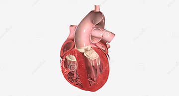 The Heart Coronal Cross Section Stock Illustration - Illustration of ...