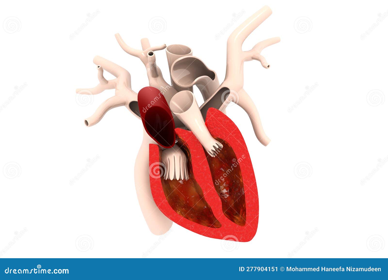 Heart cross section stock illustration. Illustration of ventricle ...