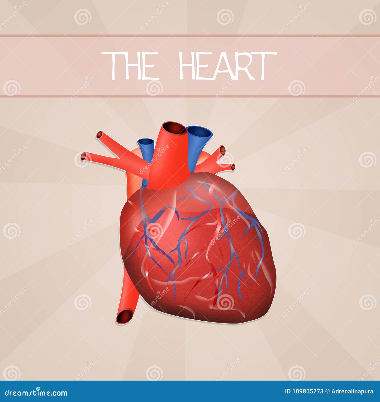 The heart stock illustration. Illustration of life, anatomy - 109805273