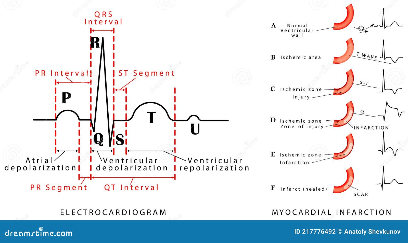 The heart cycle stock vector. Illustration of myocardial - 217776492