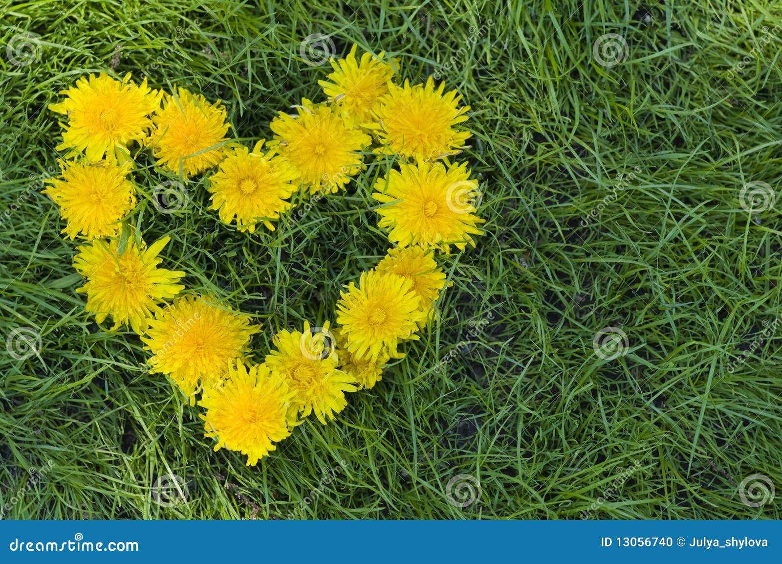 Heart of Dandelion Flowers stock photo. Image of natural - 13056740